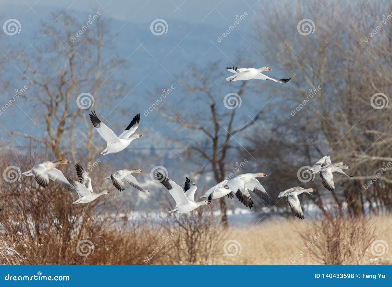 White Snow Goose stock photo. Image of flying, migrating - 140433598