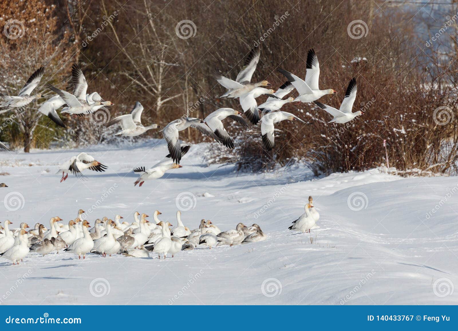 White Snow Goose stock image. Image of geese, vancouver - 140433767