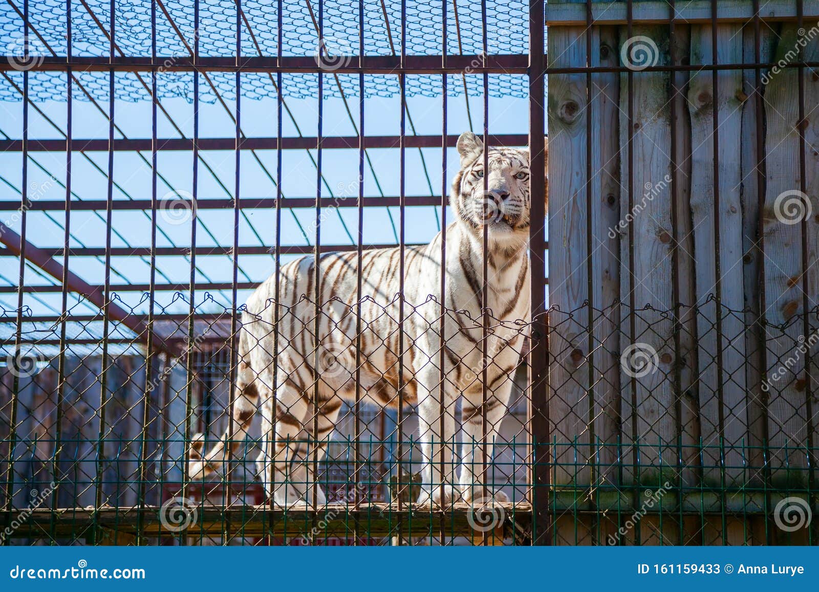 White snow tiger in cage stock image. Image of strength - 161159433