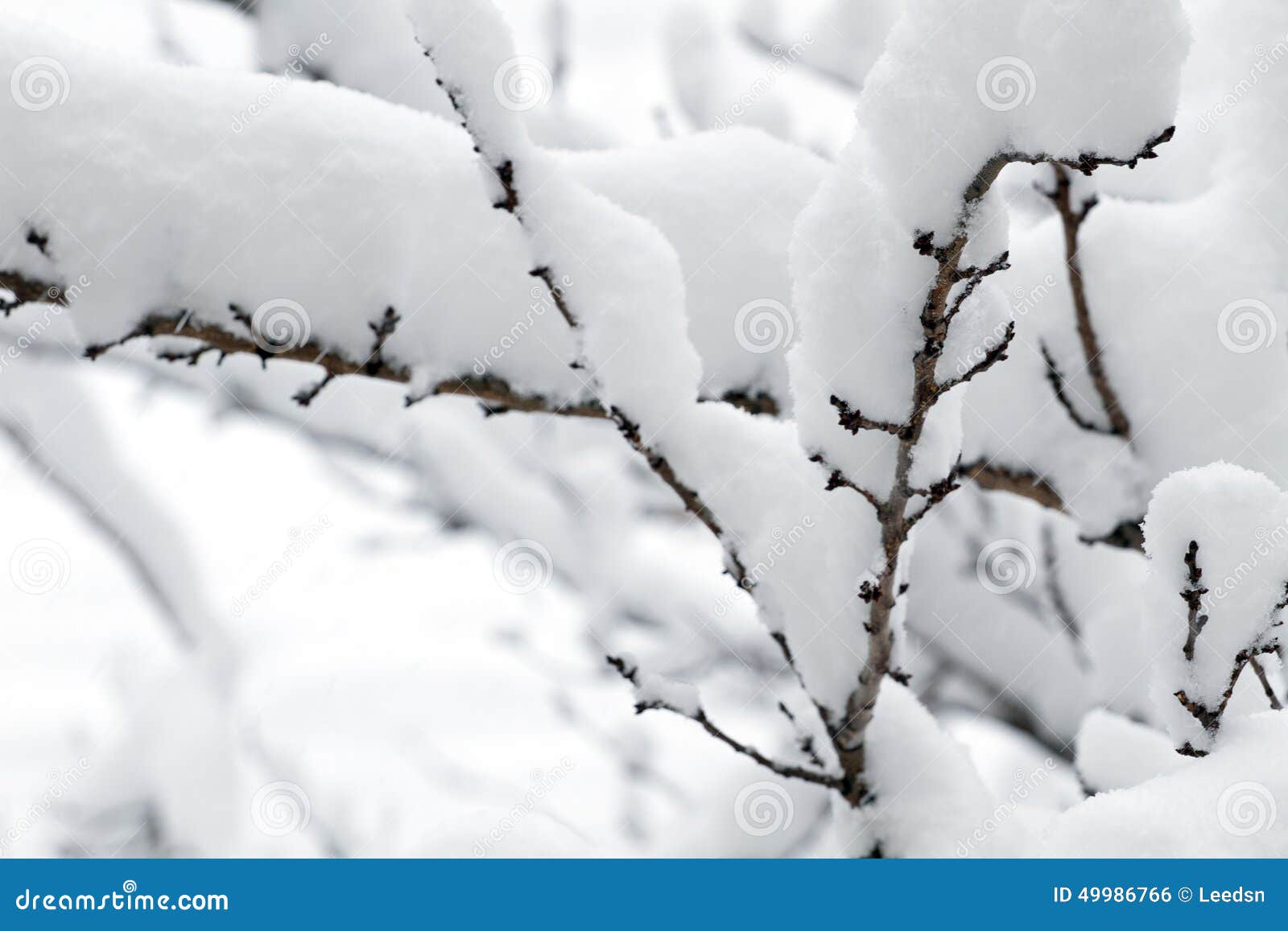 White Snow on the Tree Branch Stock Photo - Image of nature, december ...