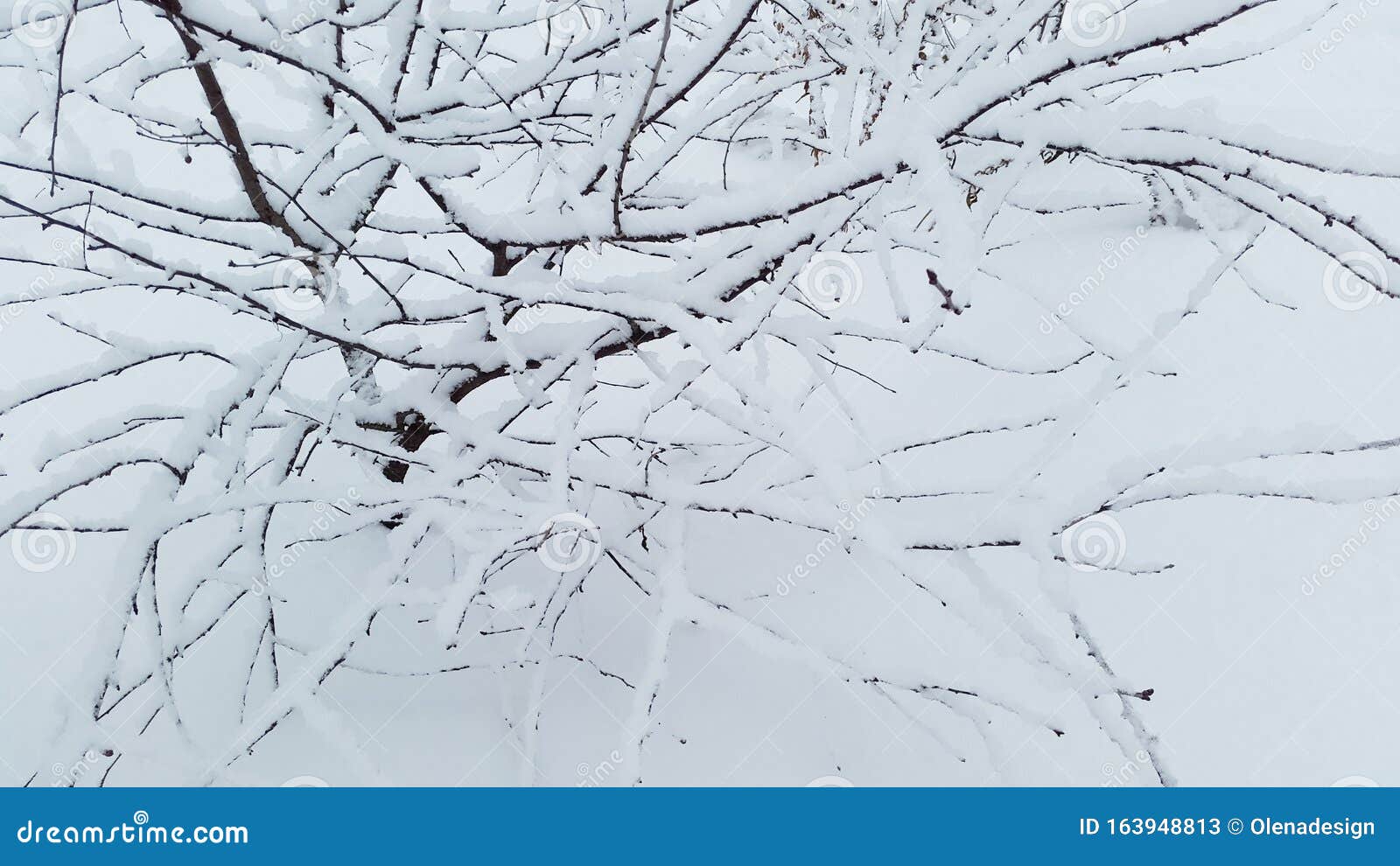 White Snow on Tree - Winter Stock Image - Image of wintertime, nature ...