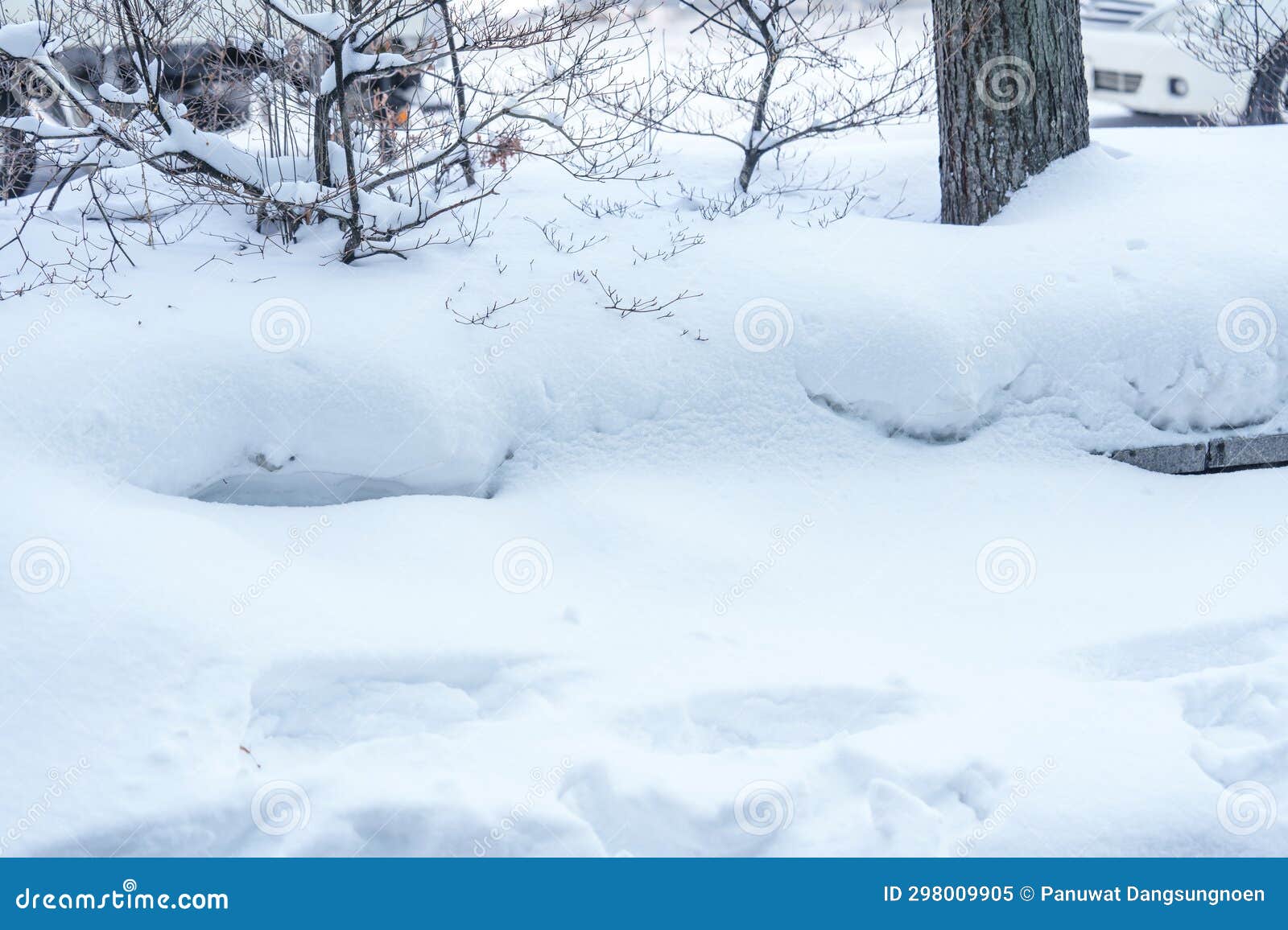 White Snow on Tree in Winter Season Stock Image - Image of season ...