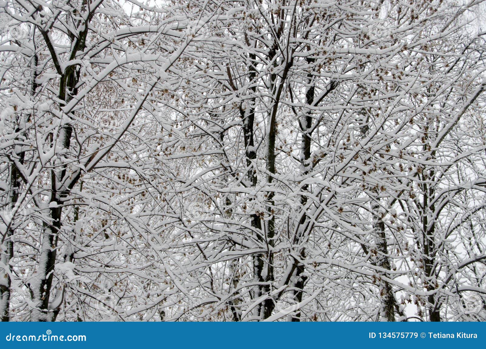 White Snow on the Trees in the Park Stock Image - Image of frozen ...