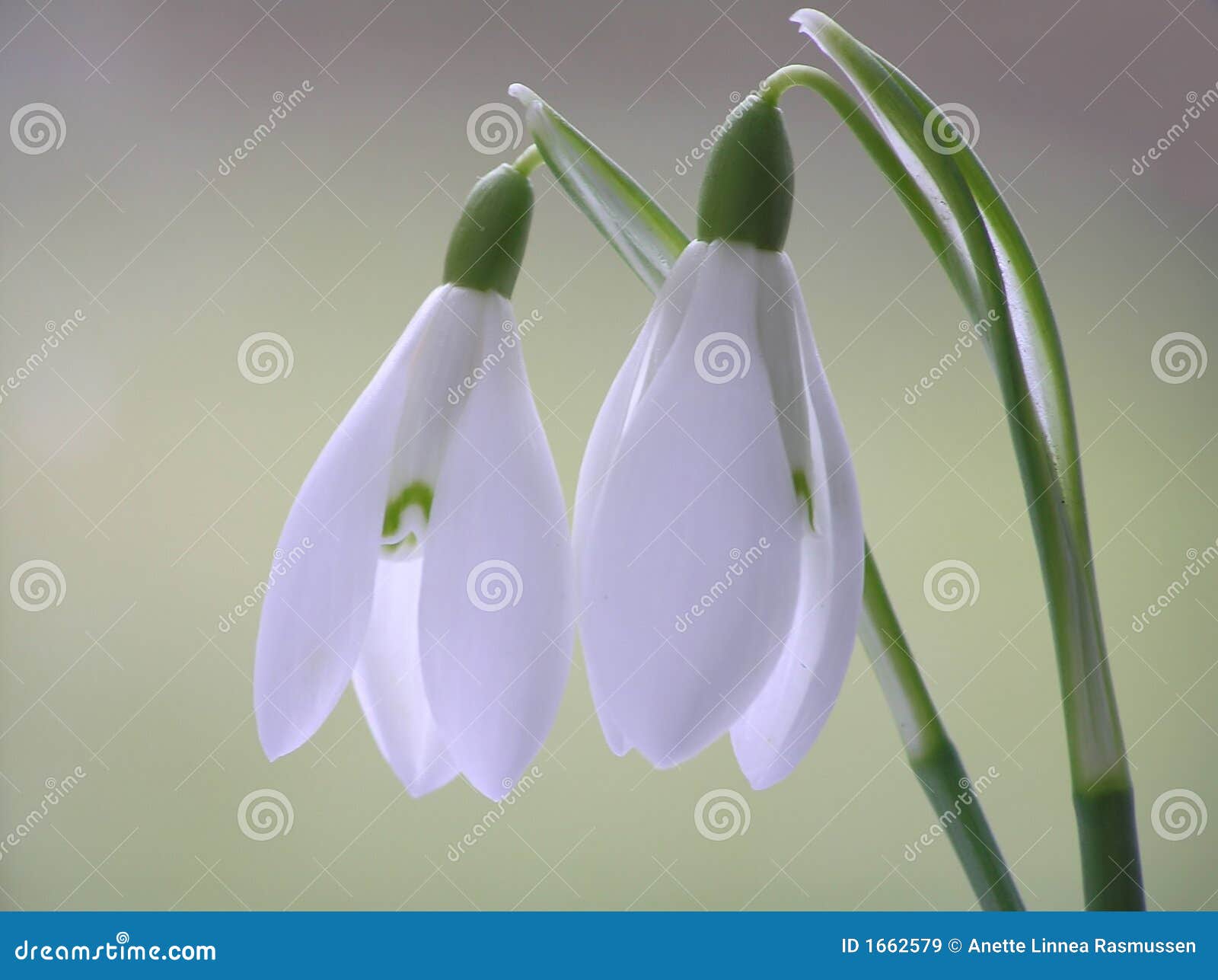 White snowdrop stock image. Image of nature, macro, botanical - 1662579