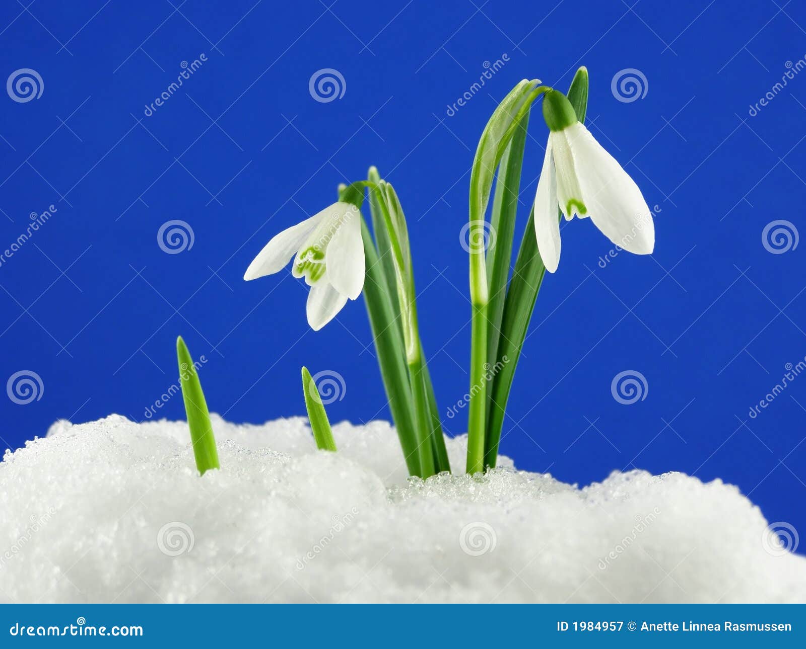 White snowdrop stock image. Image of hope, botanic, petal - 1984957
