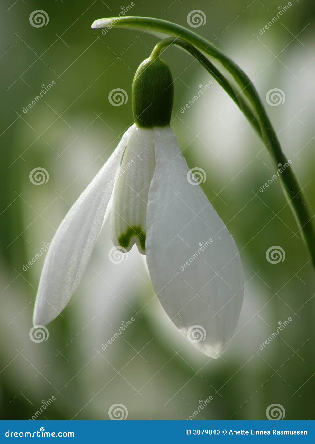 White snowdrop stock photo. Image of fresh, detail, snowdrop - 3079040