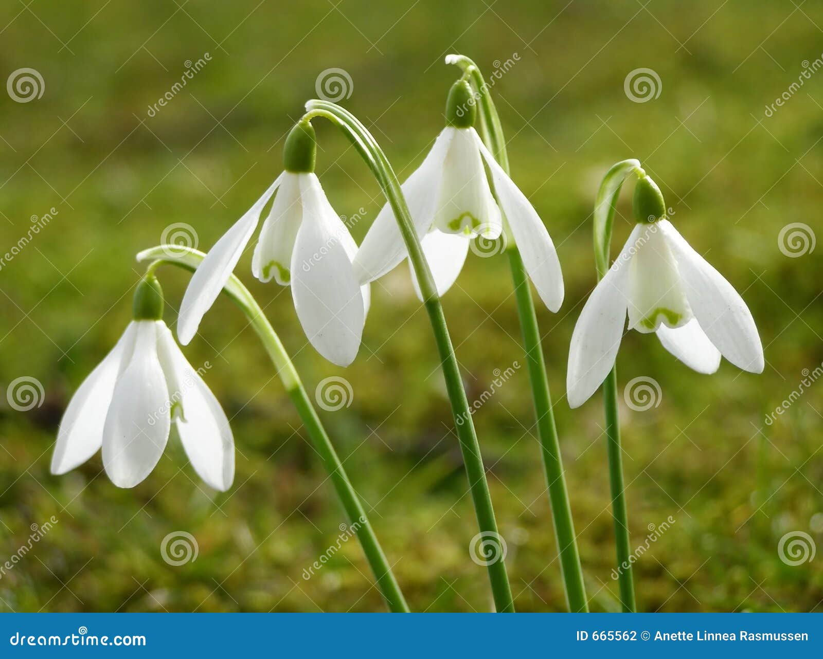 White snowdrop stock photo. Image of floral, beginning - 665562