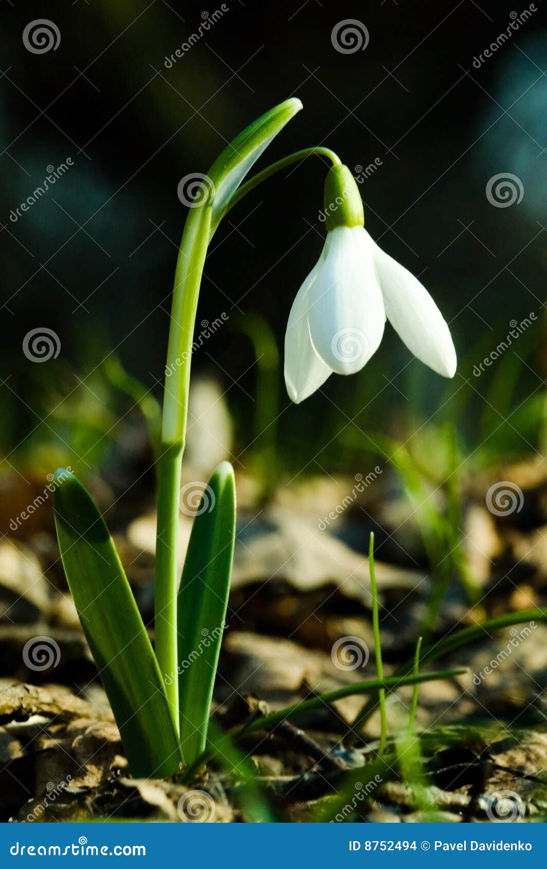 White Snowdrop Flower stock photo. Image of detail, backgrounds - 8752494