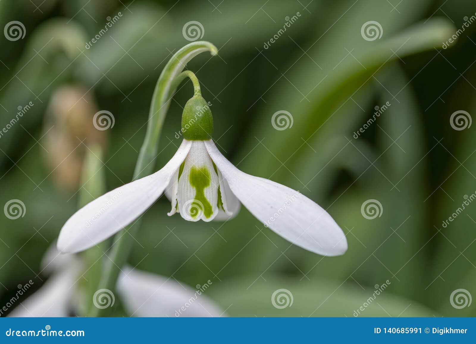 White snowdrop flower stock image. Image of macro, snowdrops - 140685991