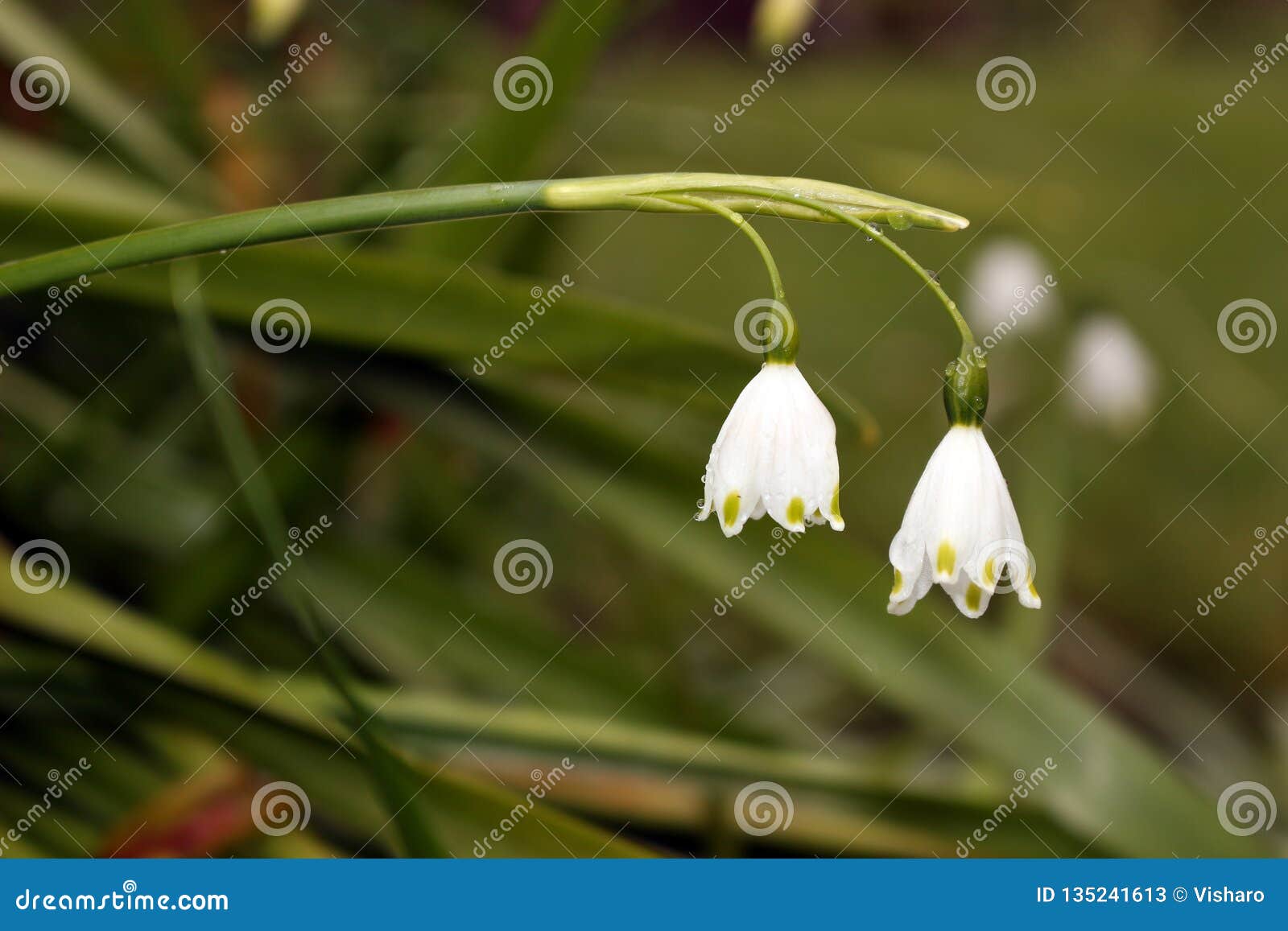 Summer snowflake stock image. Image of macro, white - 135241613