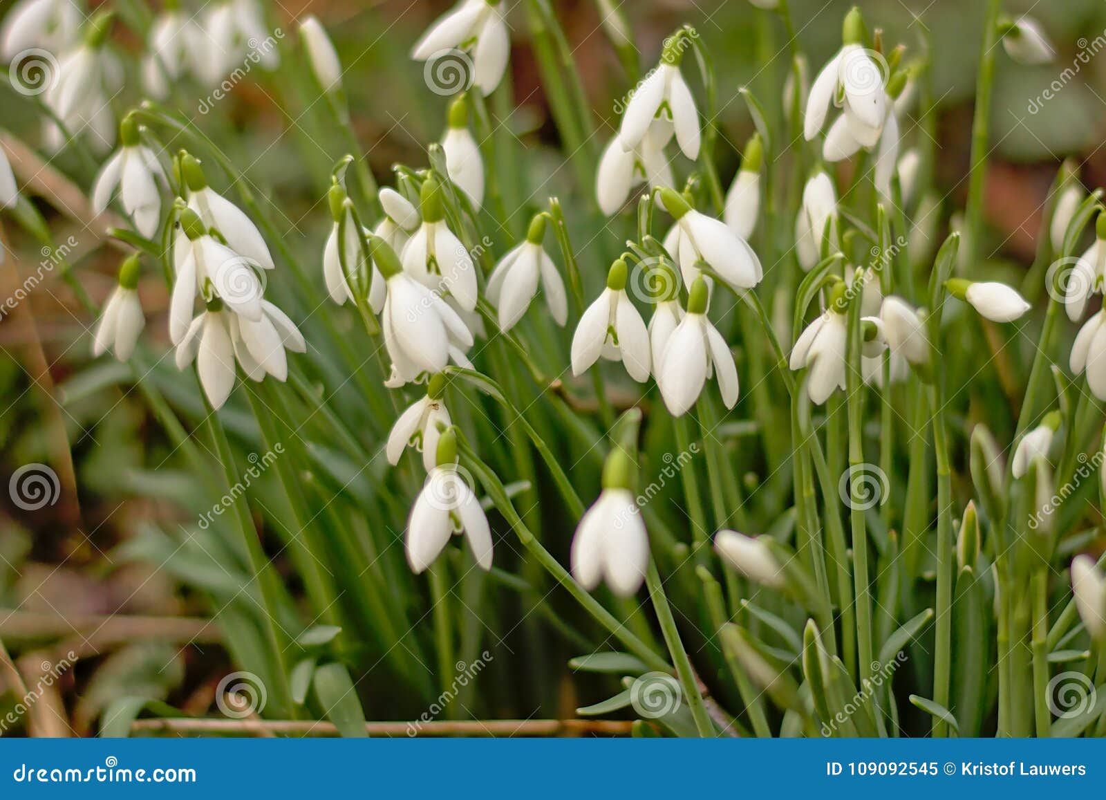 Snowdropson the Forest Floor, Selective Focus Stock Image - Image of ...