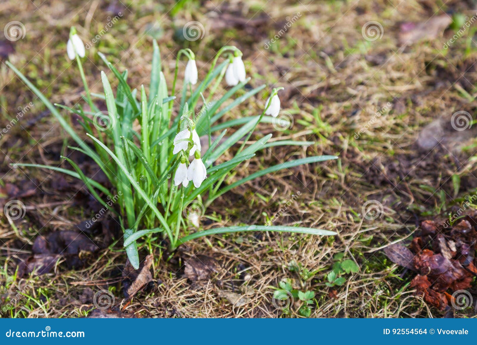 White Snowdrop Galanthus Flowers on Wet Meadow Stock Photo - Image of ...