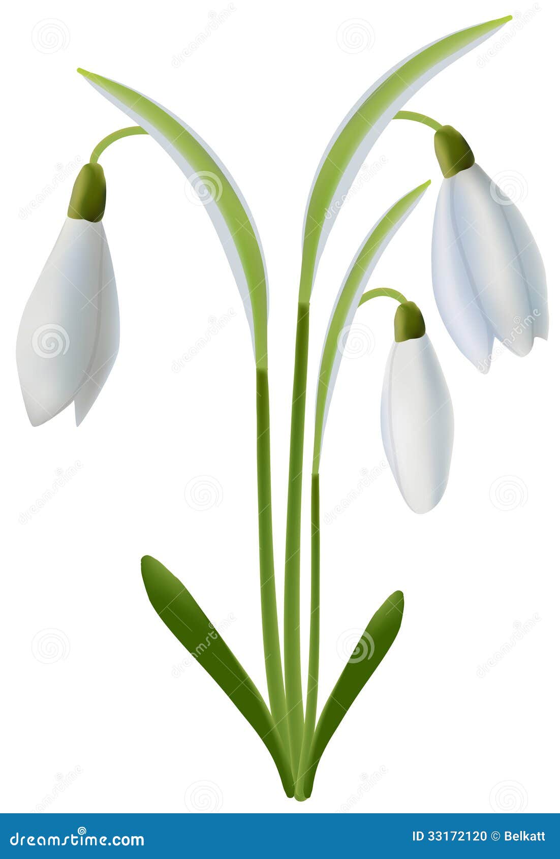 White snowdrop stock vector. Illustration of primrose - 33172120