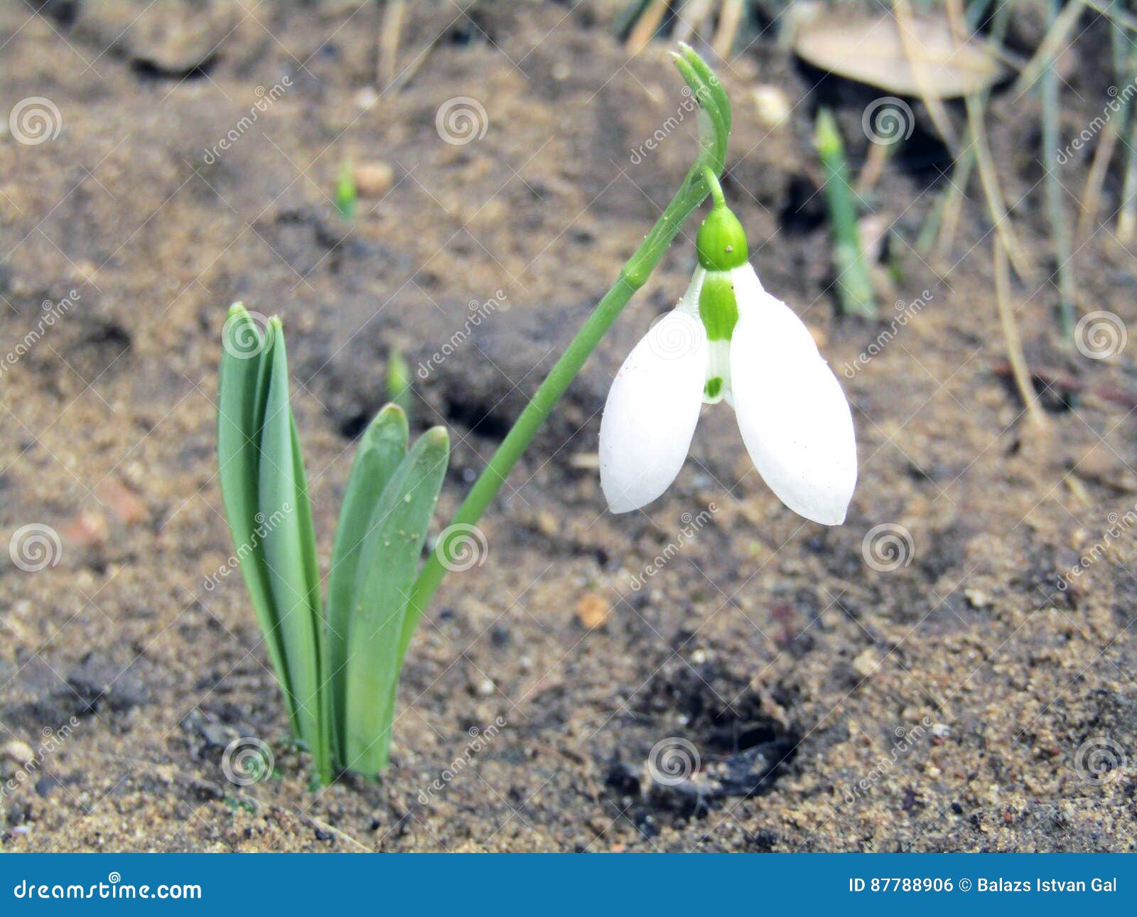 White snowdrop stock photo. Image of field, forest, winter - 87788906