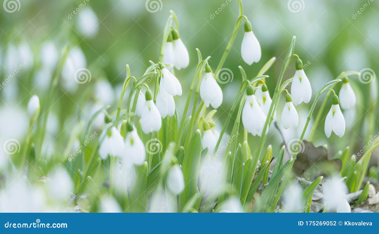 White Snowdrops. Blurred Foreground. Green Horizontal Backdrop Stock ...