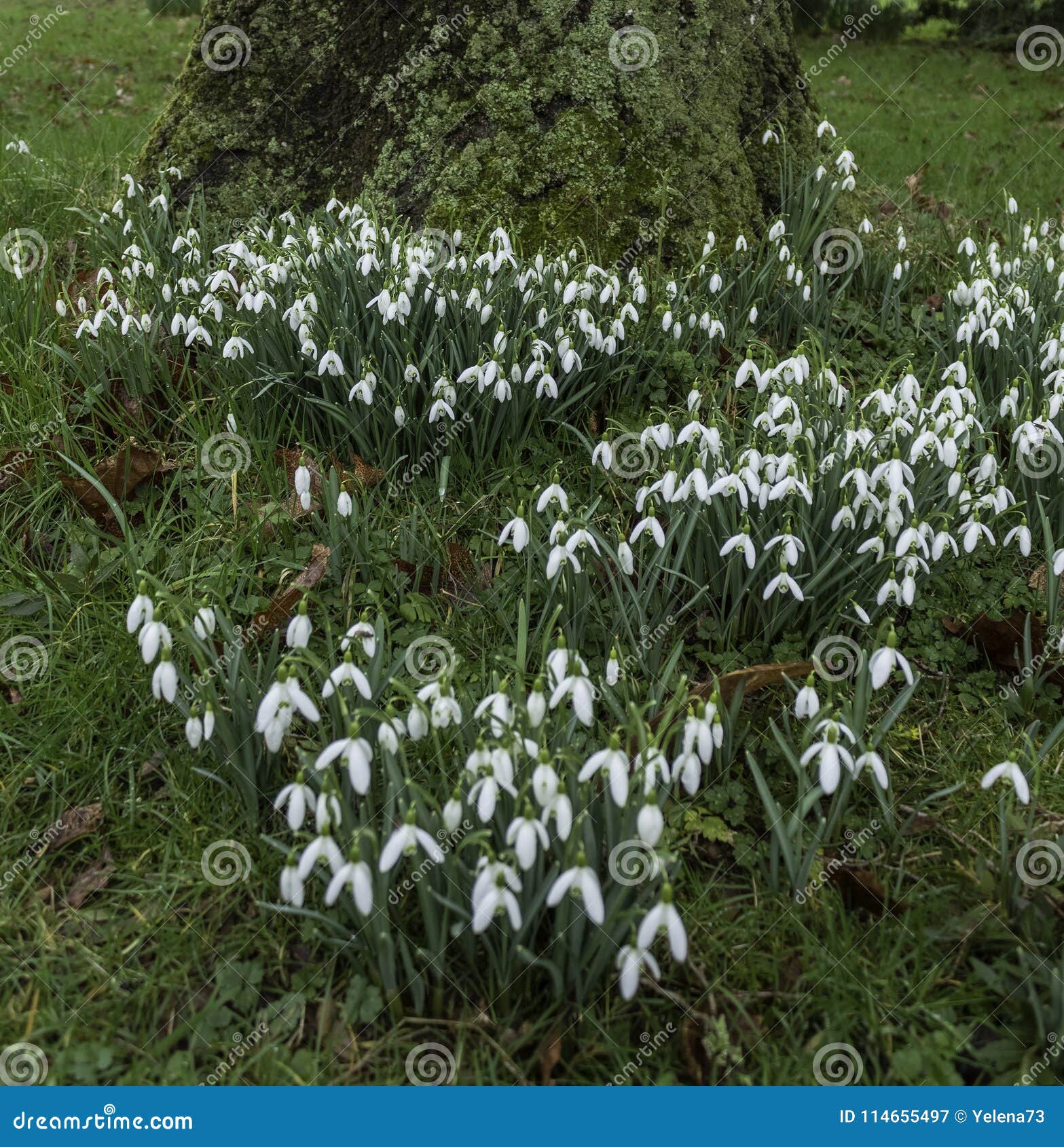 White Snowdrops at the Bottom of the Tree Stock Image - Image of ...
