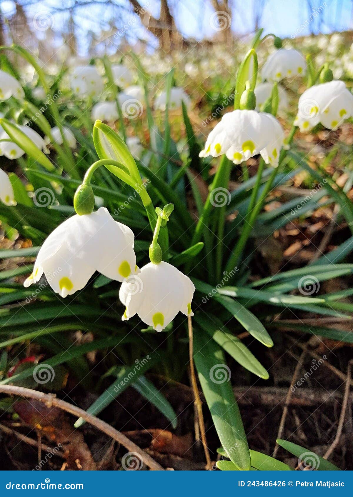 White Snowdrops Flower, Growing and Blooming in the Forest, Close Up ... White Snowdrops Flower, Growing and Blooming in the Forest, Close Up ...