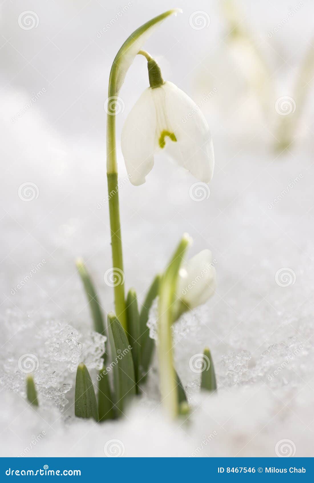 White Snowdrops (Galanthus Nivalis) Stock Photo - Image of leaf ...