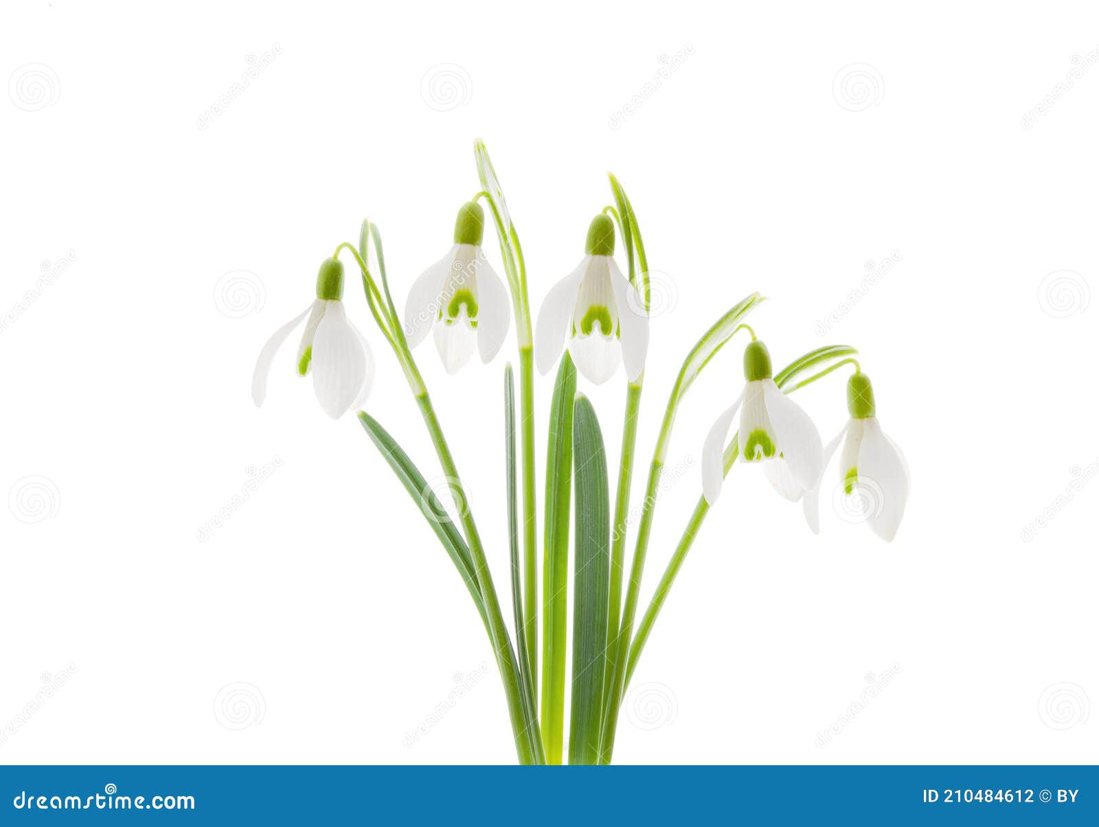 Snowdrops Isolated On White Background. Clipping Path. Collection Stock ...