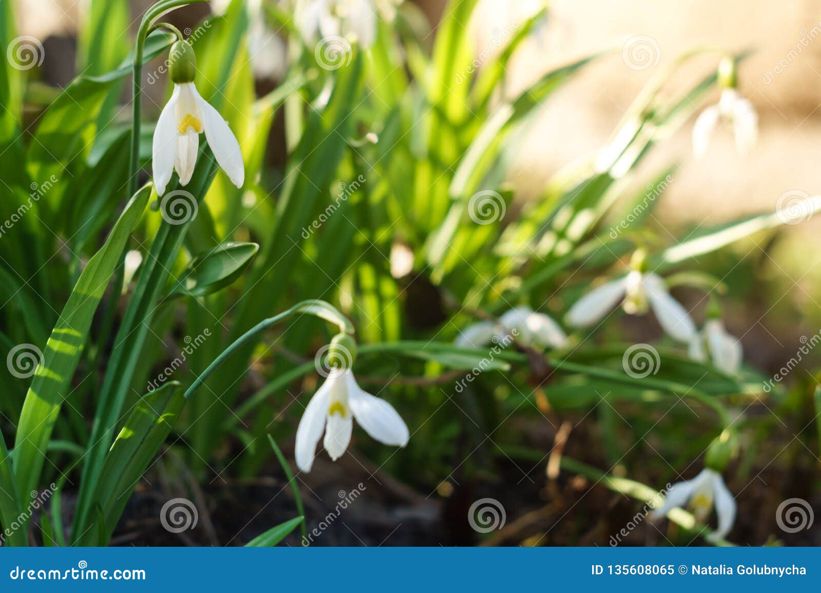 White Snowdrops Lit by the Sun Stock Image - Image of forest, garden ...