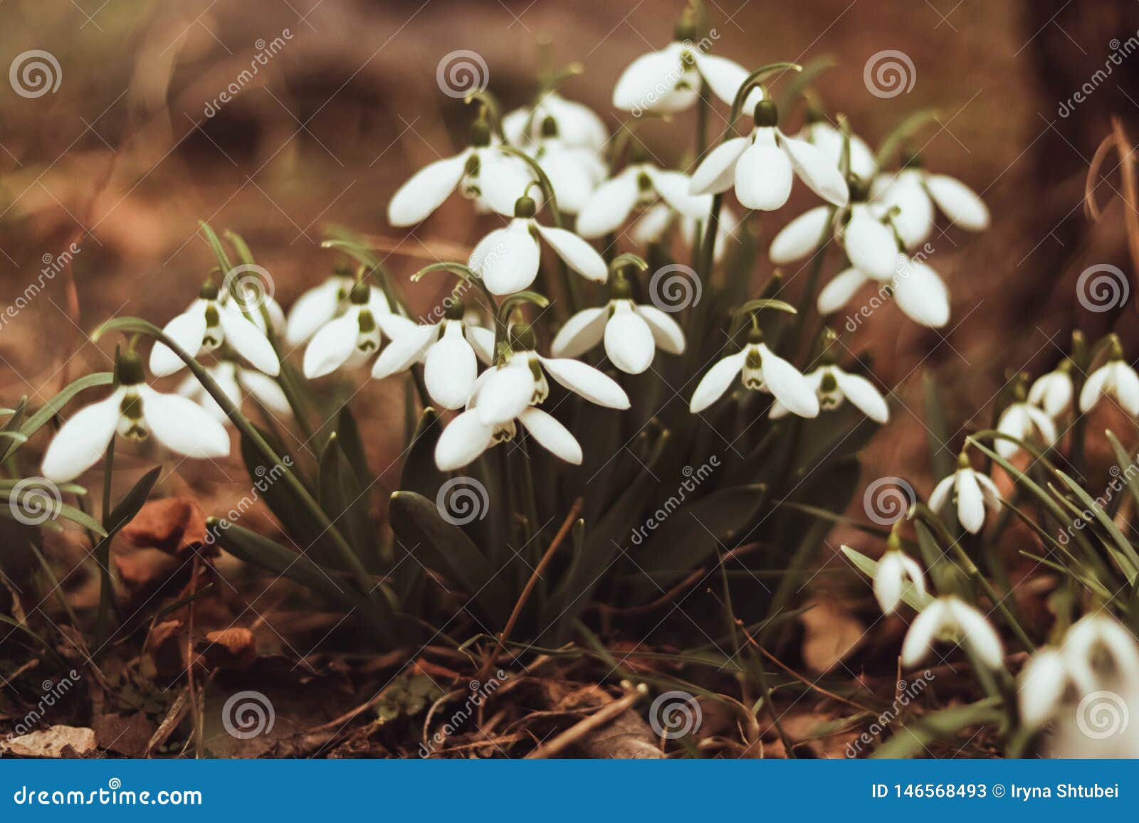 White Snowdrops with Morning Light. Snowdrop Flower Background Texture ...