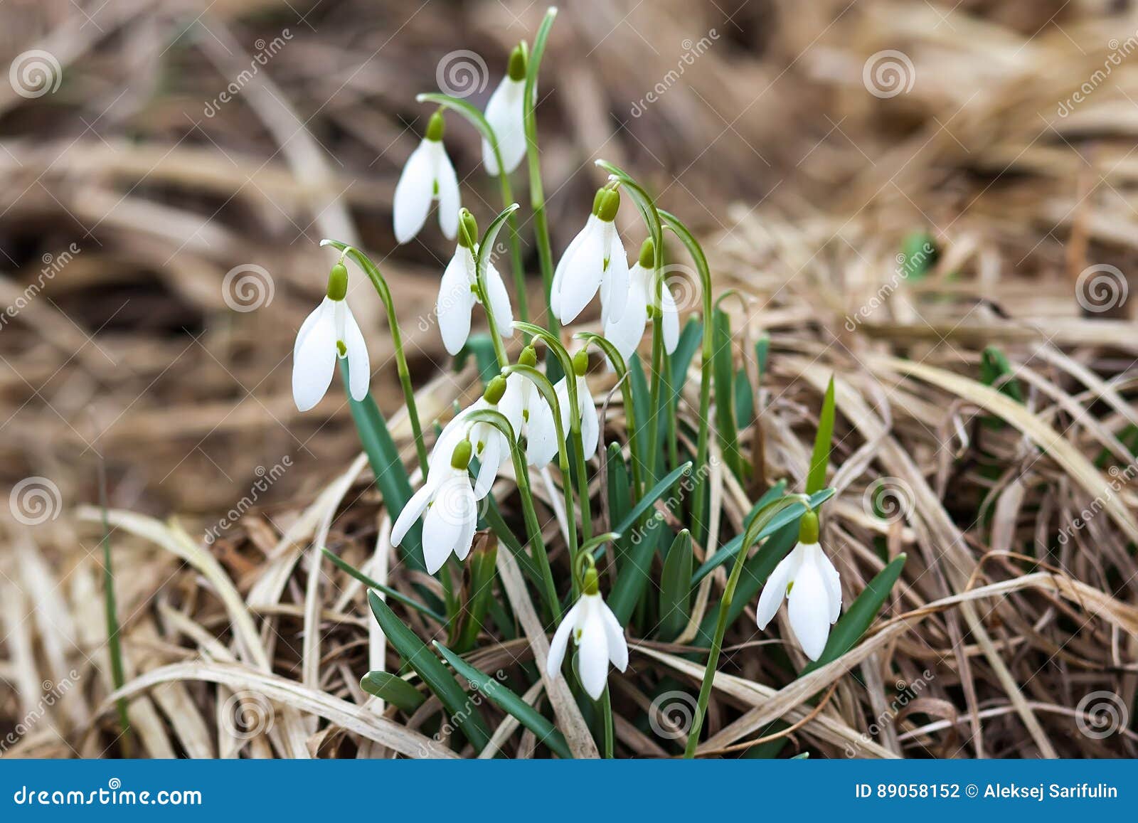 A white snowdrops stock photo. Image of fresh, field - 89058152