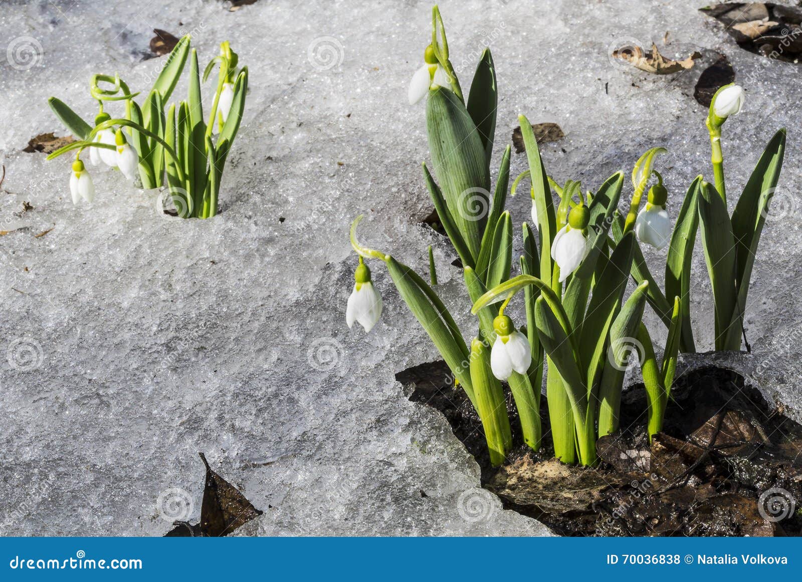 White Snowdrops in the Snow Stock Photo - Image of nature, nivalis ...