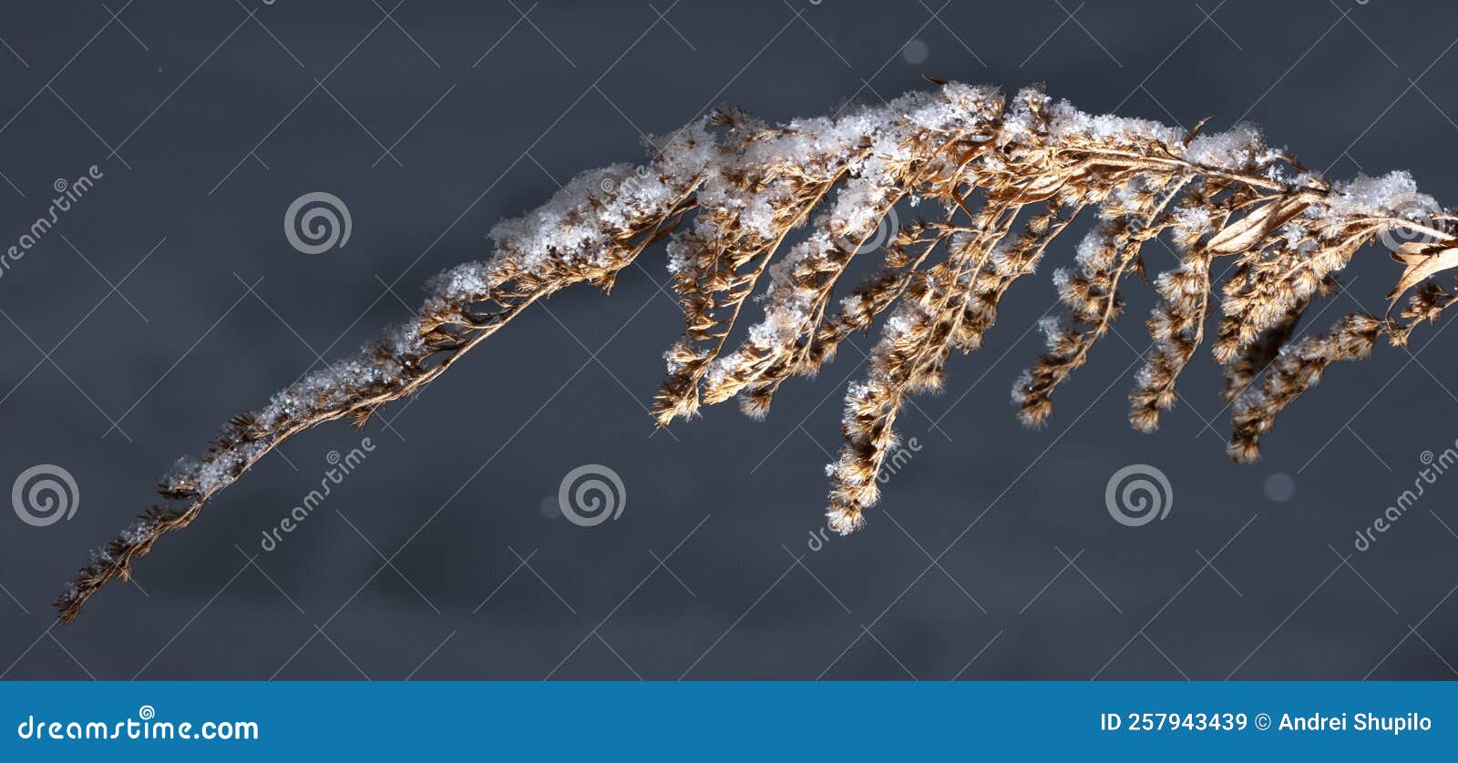 White Snowflakes on Dry Grass. Stock Image - Image of cold, closeup ...