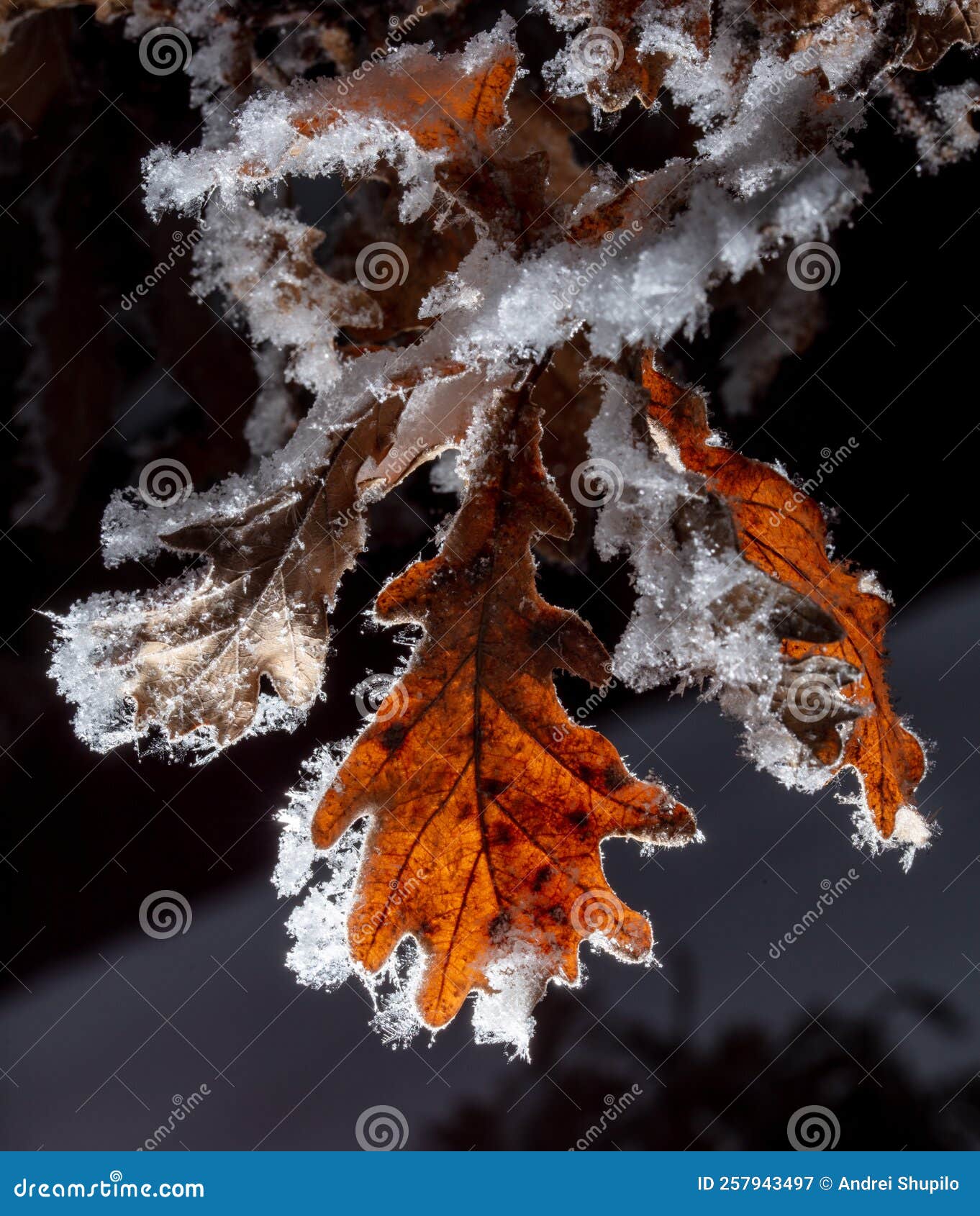 White Snowflakes on a Dry Leaf of a Tree. Stock Image - Image of growth ...