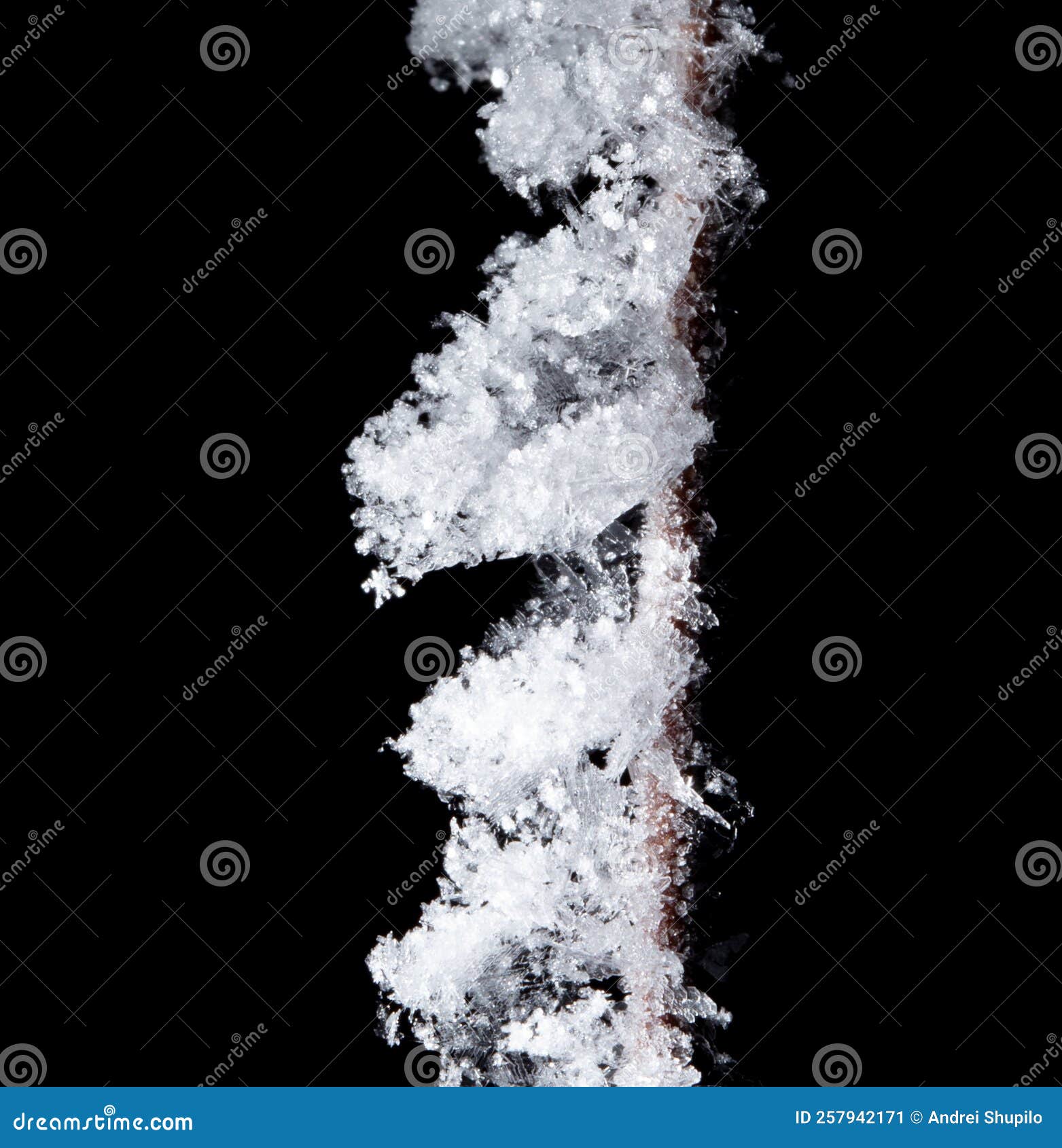 White Snowflakes on a Tree Branch is Isolated on a Black Background ...