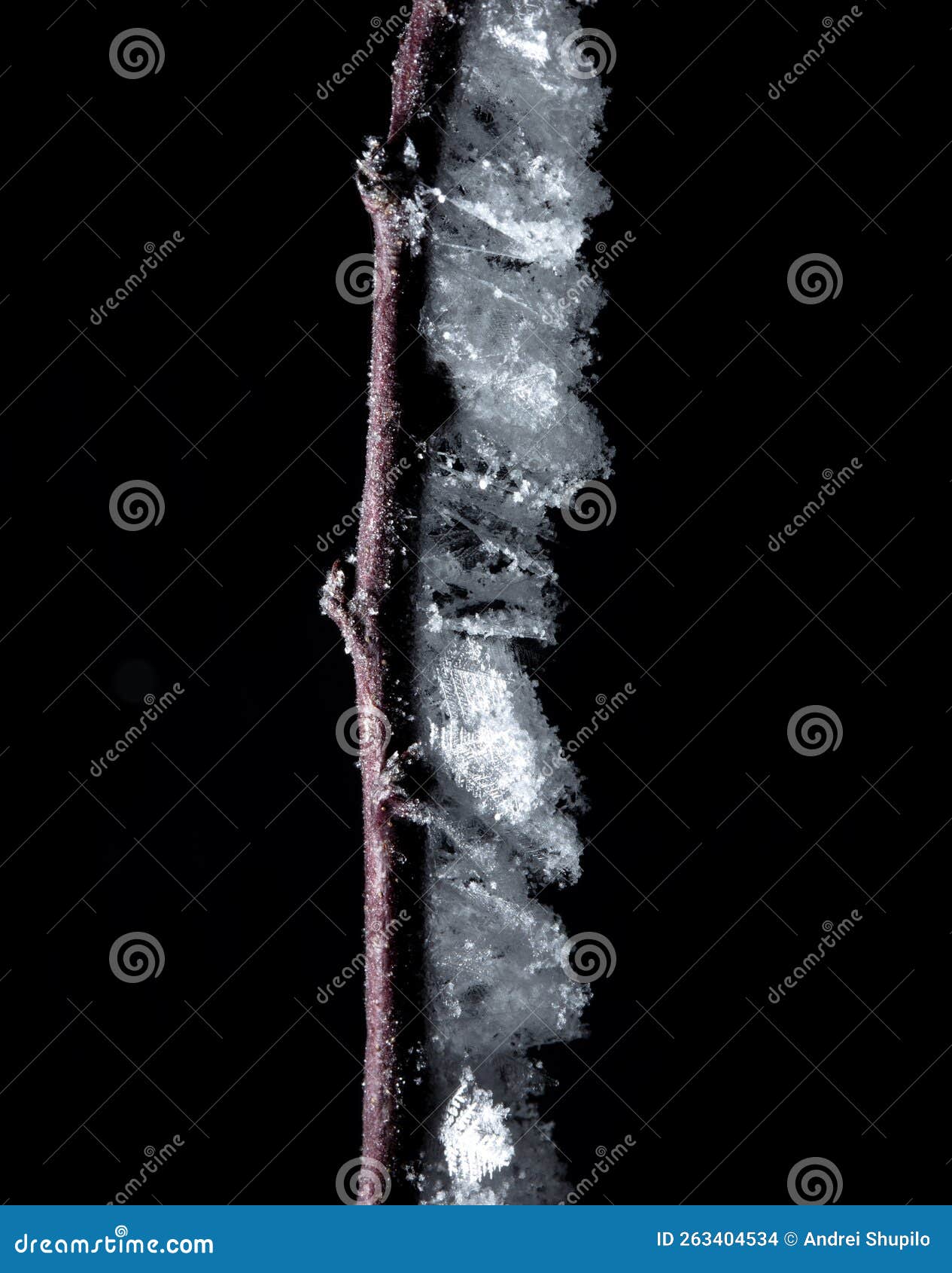 White Snowflakes on a Tree Branch is Isolated on a Black Background ...