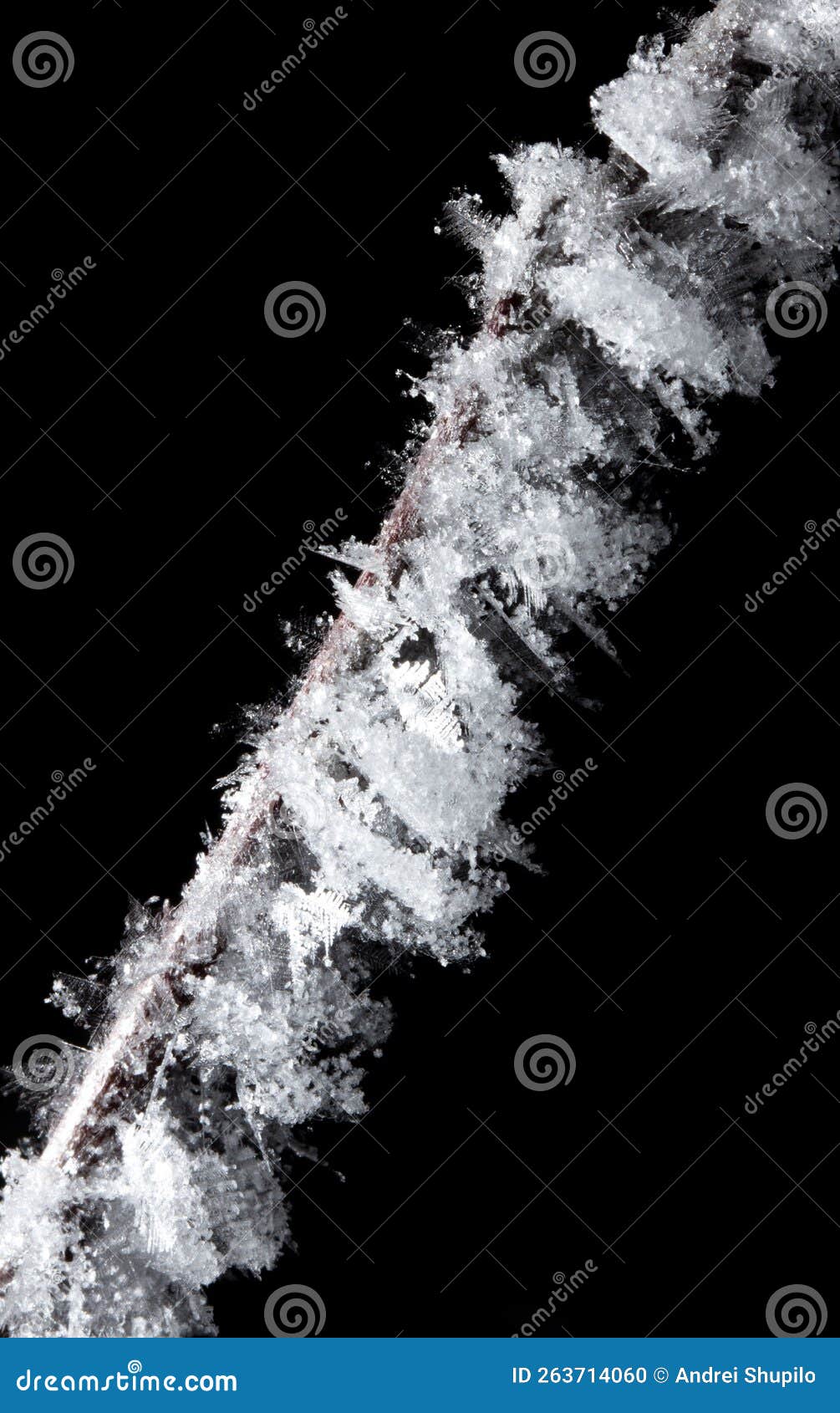 White Snowflakes on a Tree Branch is Isolated on a Black Background ...