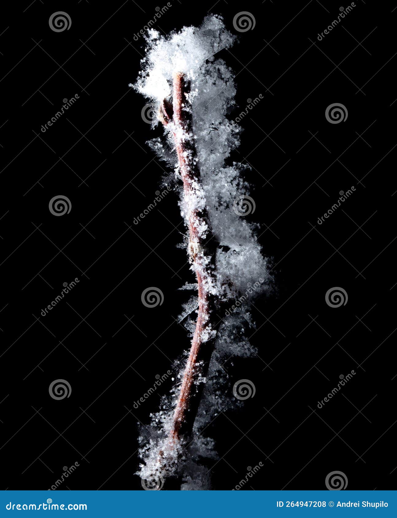 White Snowflakes on a Tree Branch is Isolated on a Black Background ...