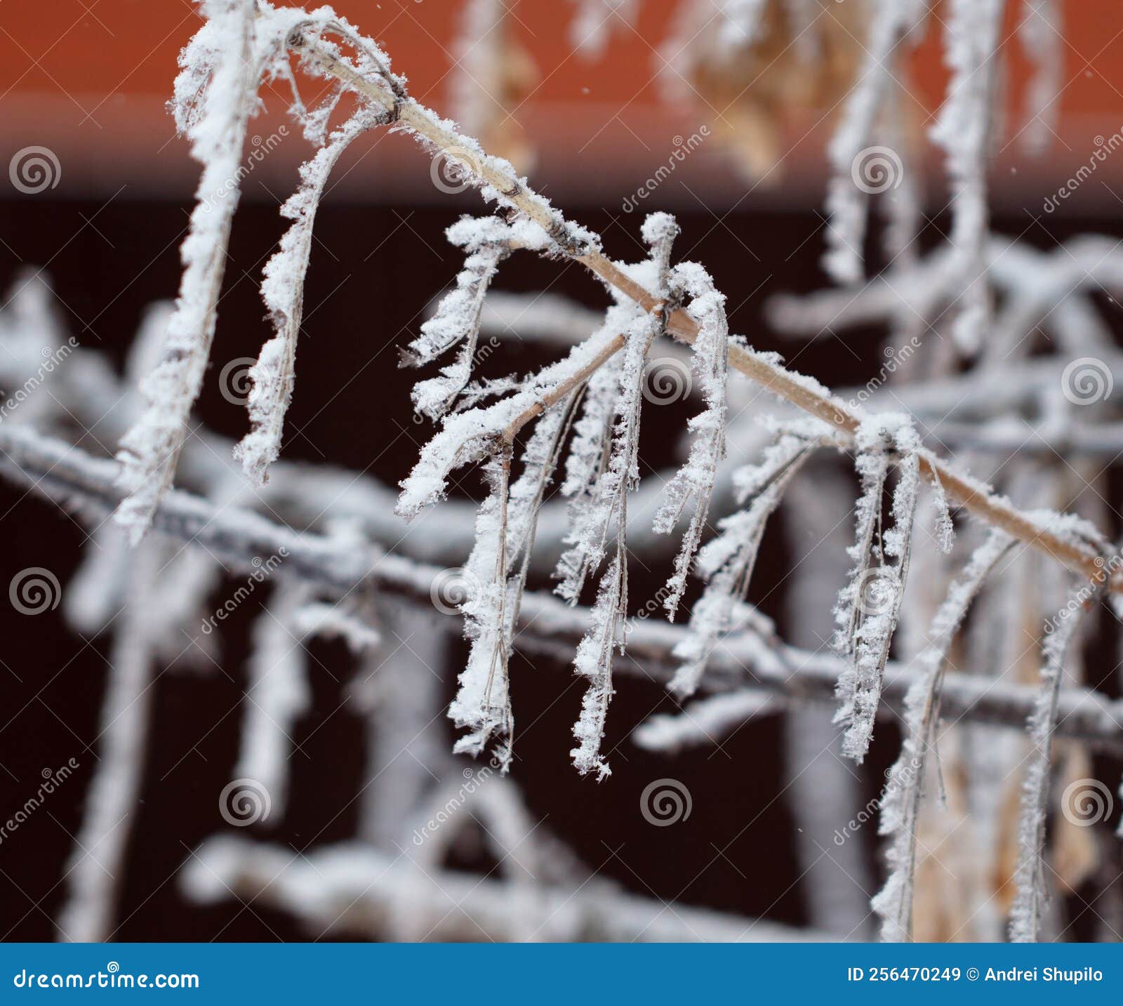 White Snowflakes on a Tree Branch in Winter. Stock Image - Image of ...