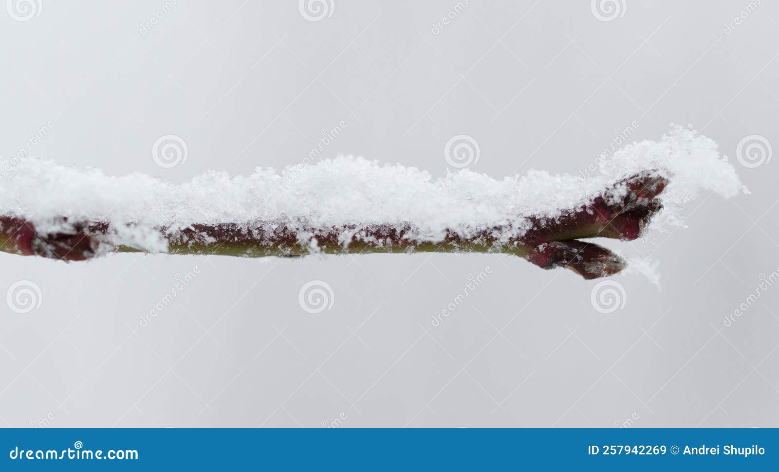 White Snowflakes on a Tree Branch in Winter. Stock Image - Image of ...