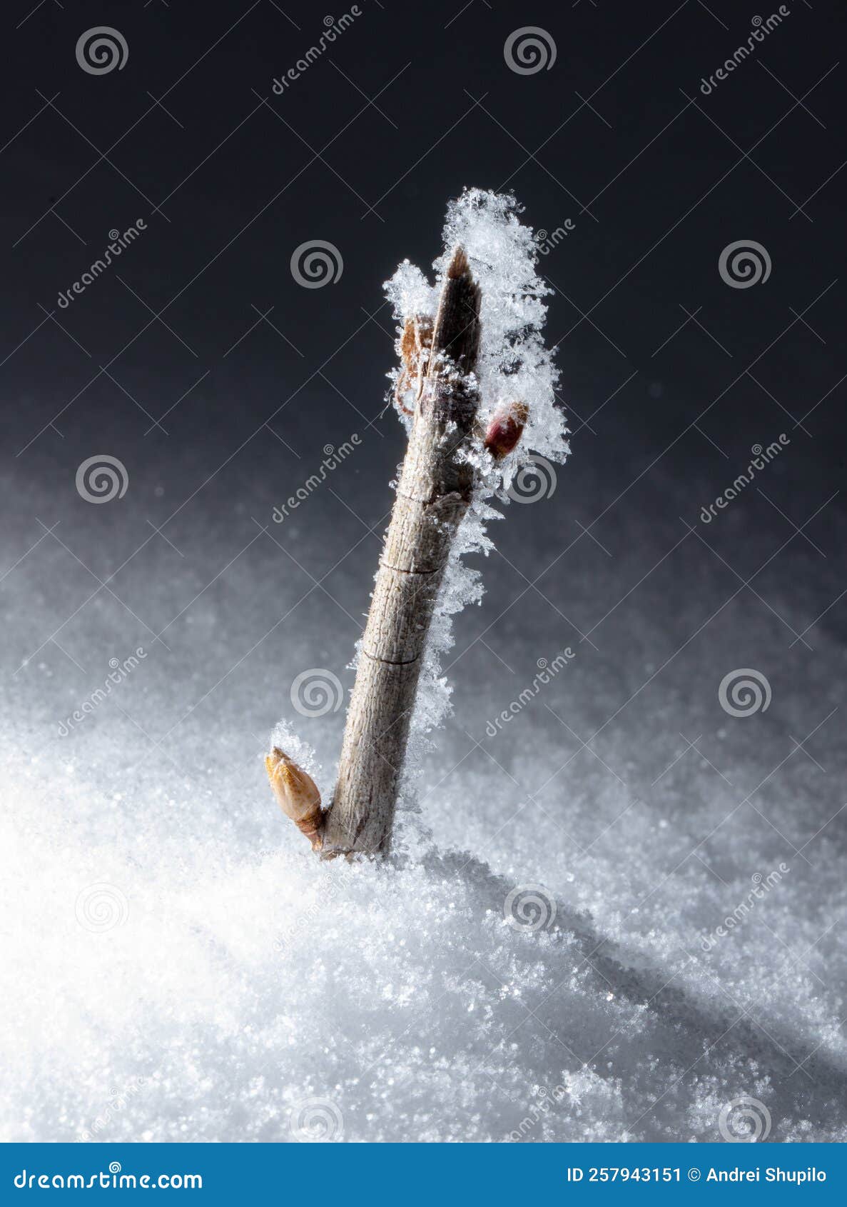 White Snowflakes on a Tree Branch in Winter. Stock Image - Image of ...