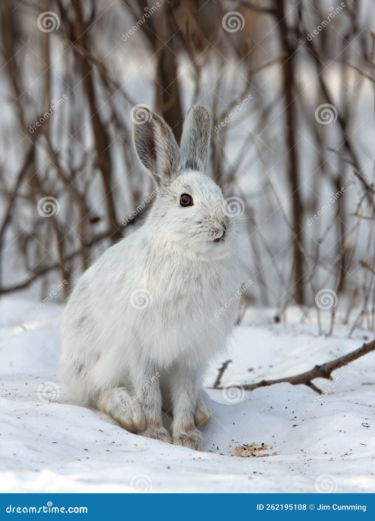 A White Snowshoe Hare Sitting in the Snow in Winter in Canada Stock ...