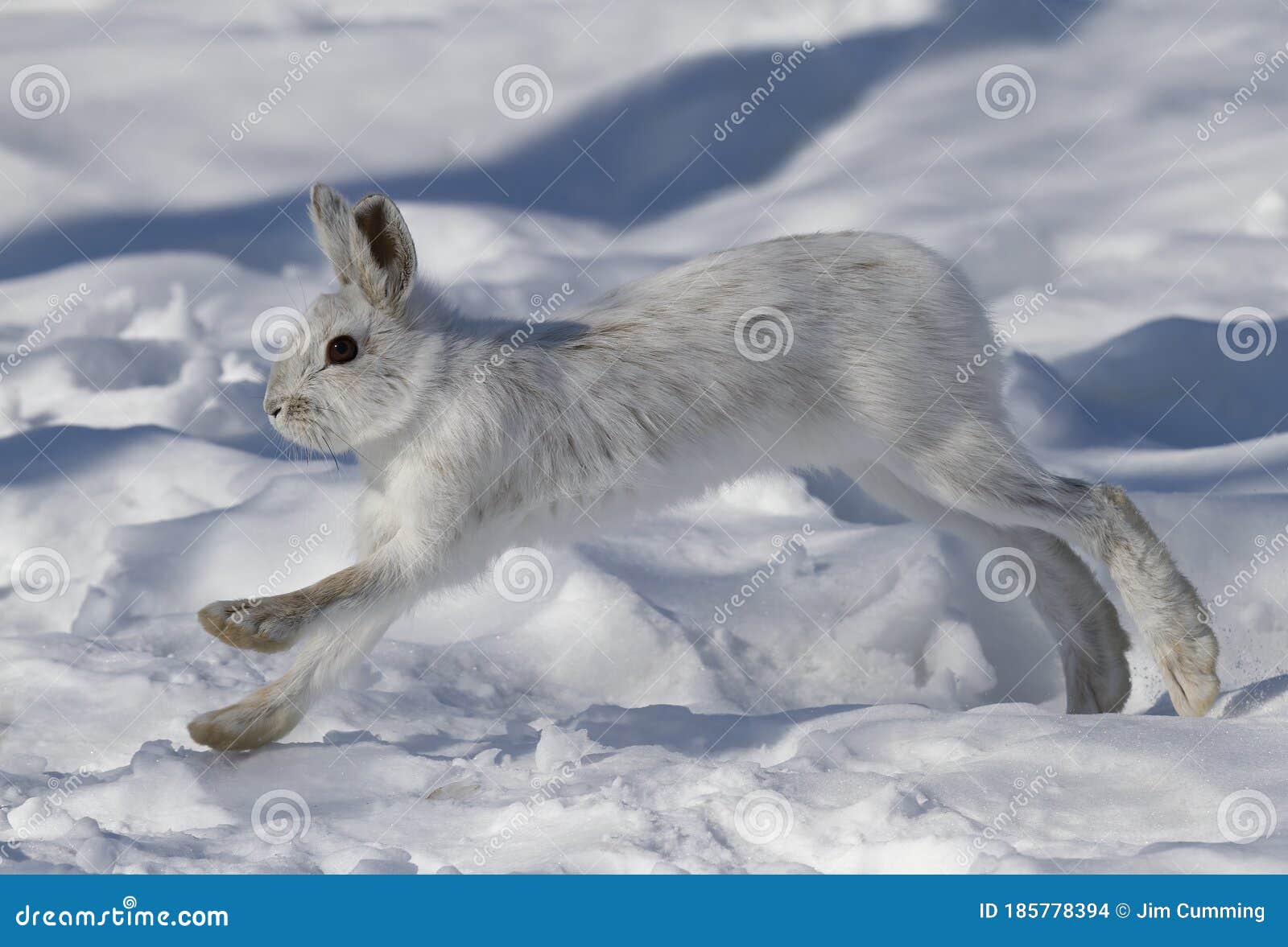 A White Snowshoe Hare or Varying Hare Running through the Winter Snow ...