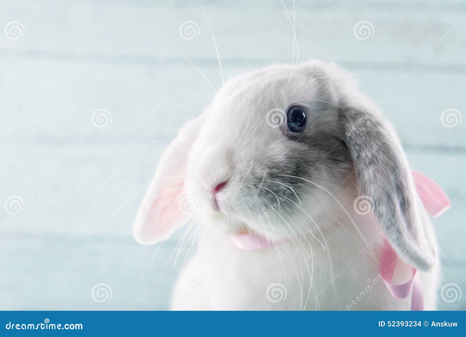 White soft bunny rabbit stock photo. Image of space, copy - 52393234