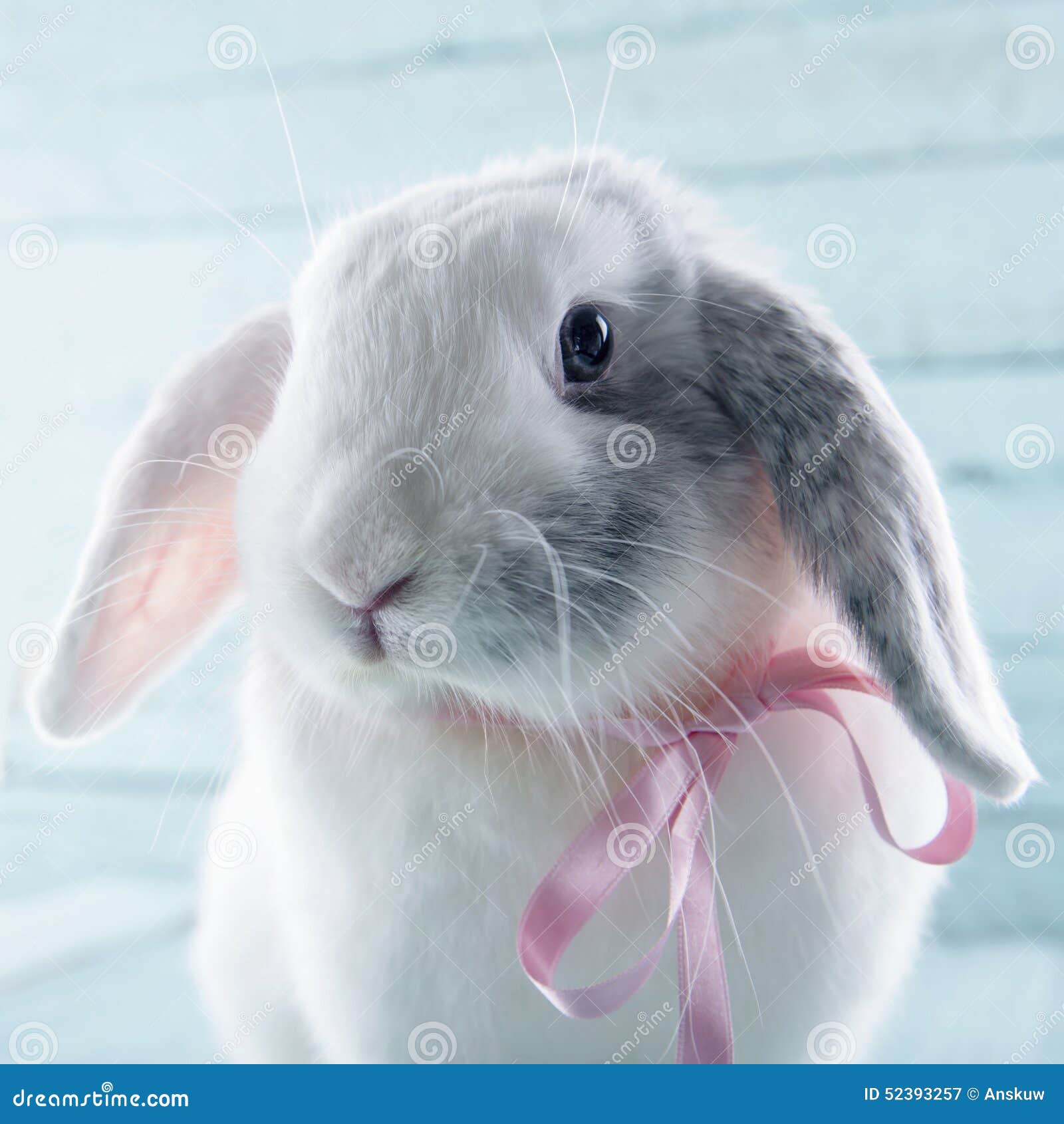 White soft bunny rabbit stock image. Image of domestic - 52393257
