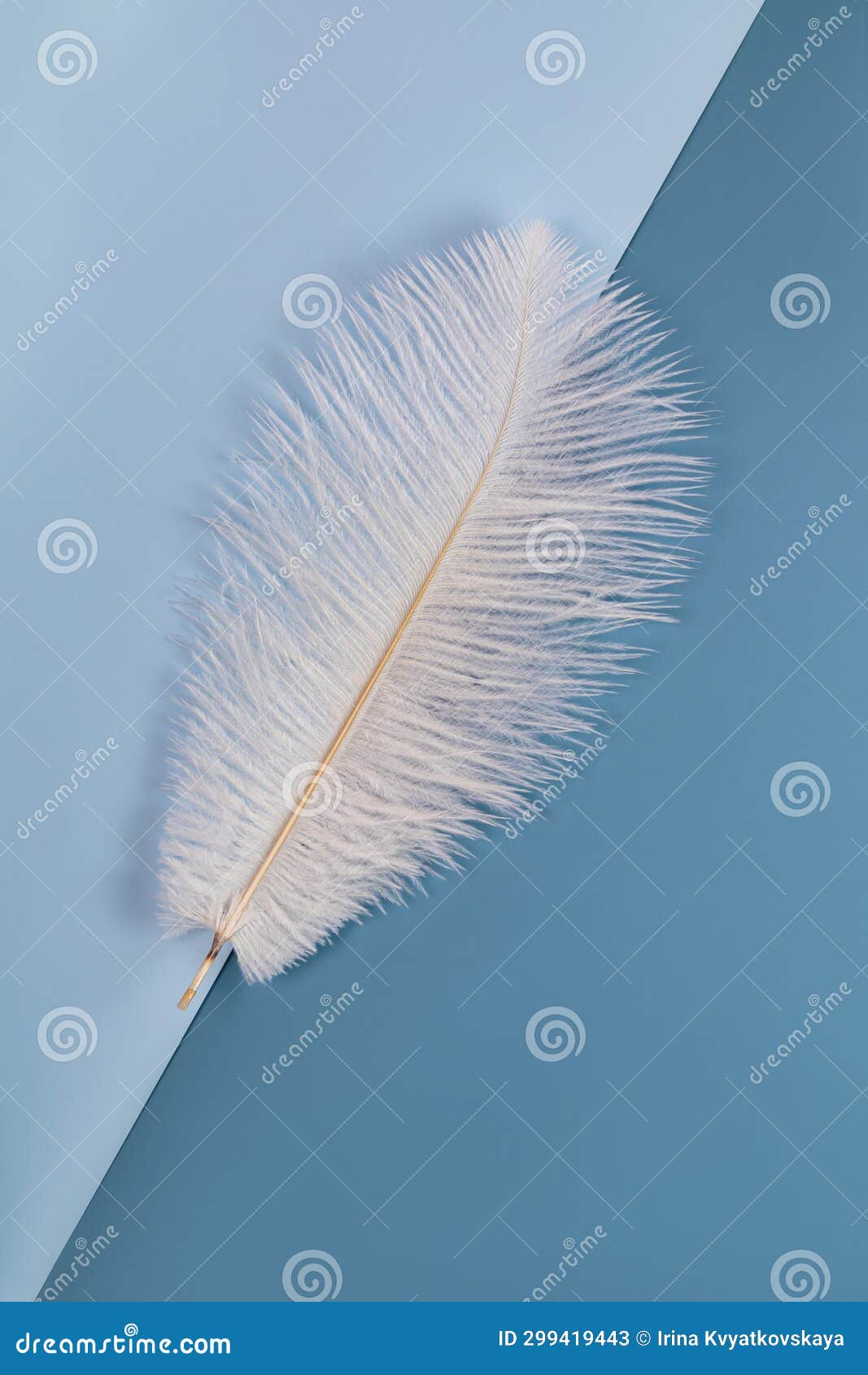 White Soft Feather Isolated on Blue Background. Stock Image - Image of ...