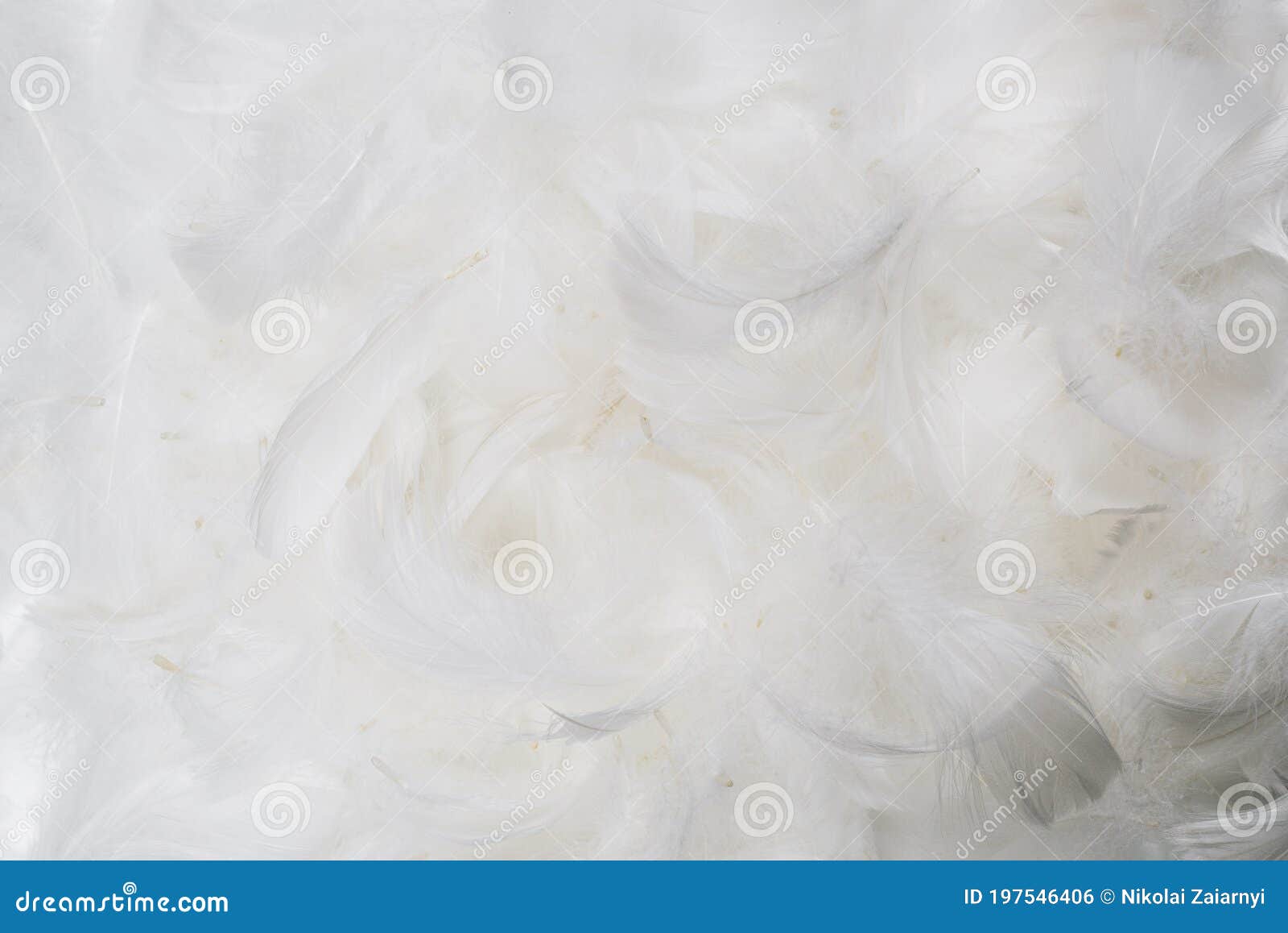 White Soft Feathers Background Stock Photo - Image of marriage ...