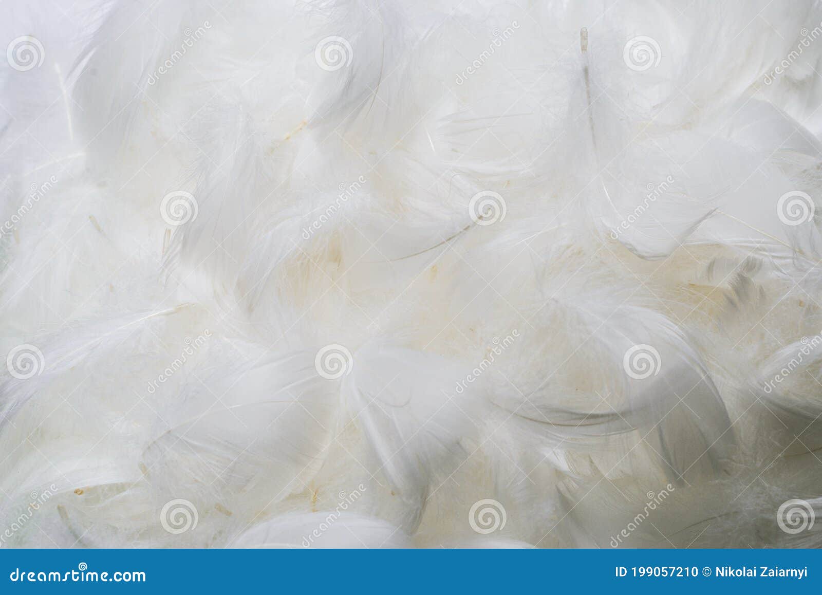 White Soft Feathers Background. Stock Photo - Image of abstract, shiny ...