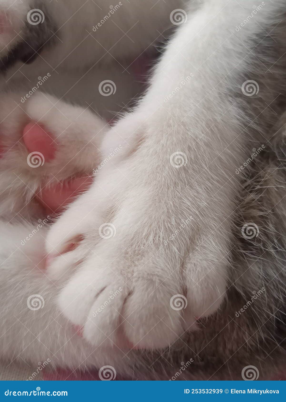 White Soft Paw of Small Kitty Stock Image - Image of animal, soft ...