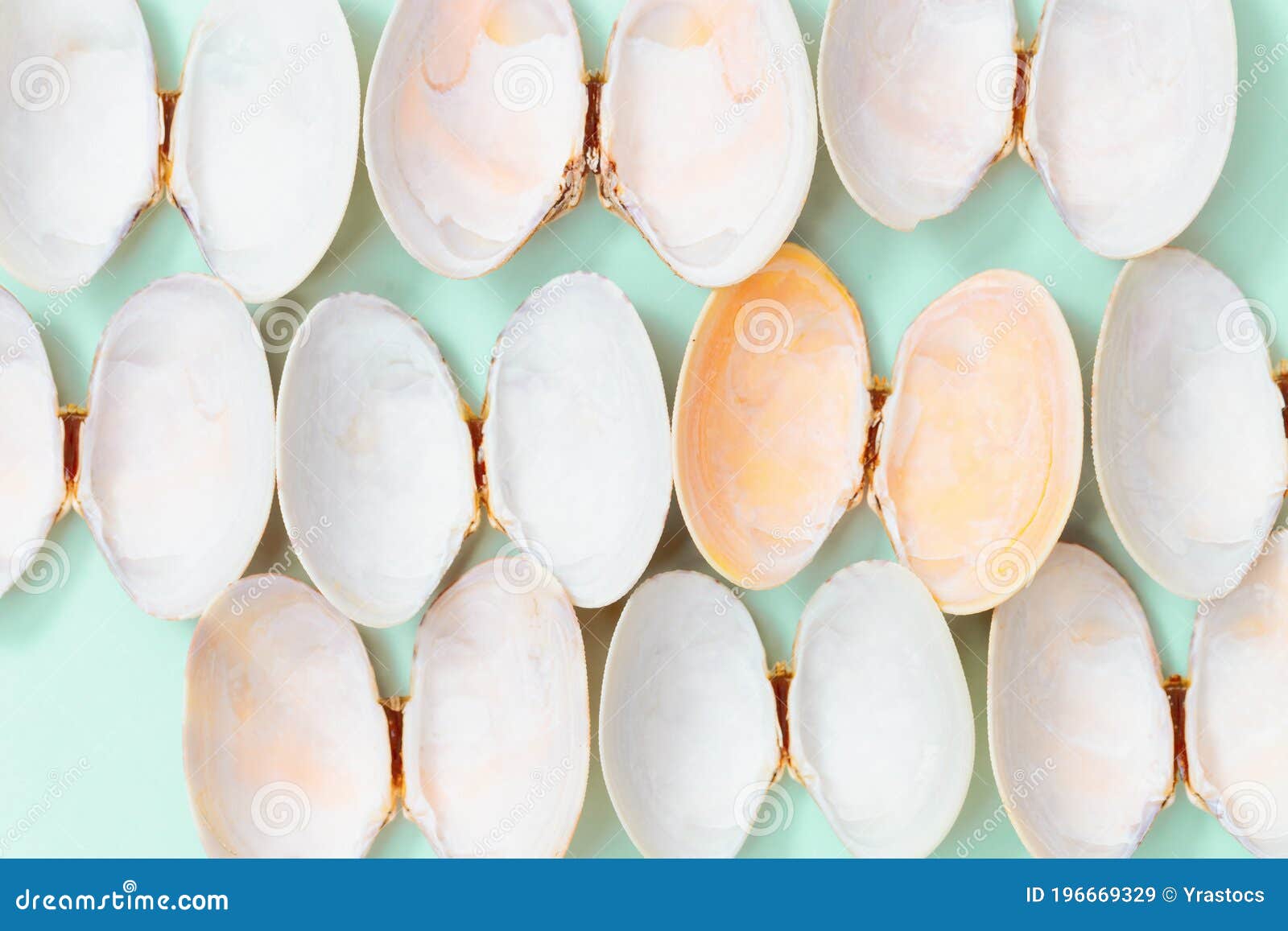 White and Soft Pink Shells. Summer Design Background with Natural ...