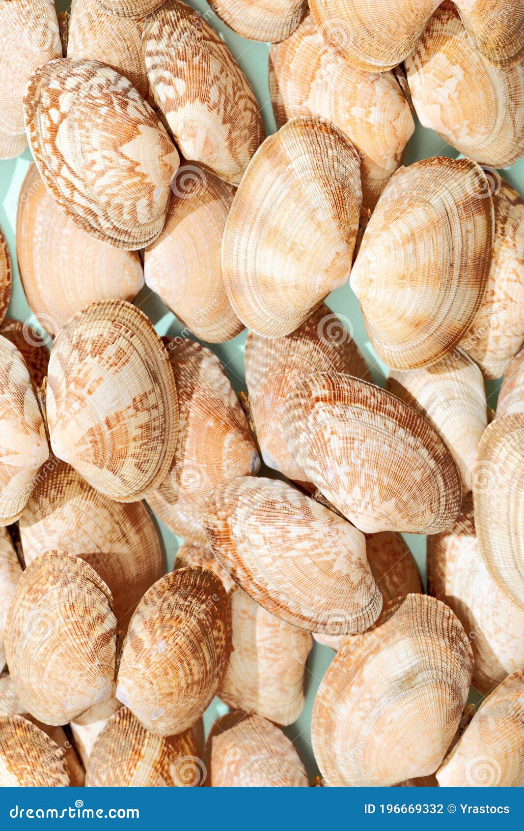 White and Soft Pink Shells. Summer Design Background with Natural ...