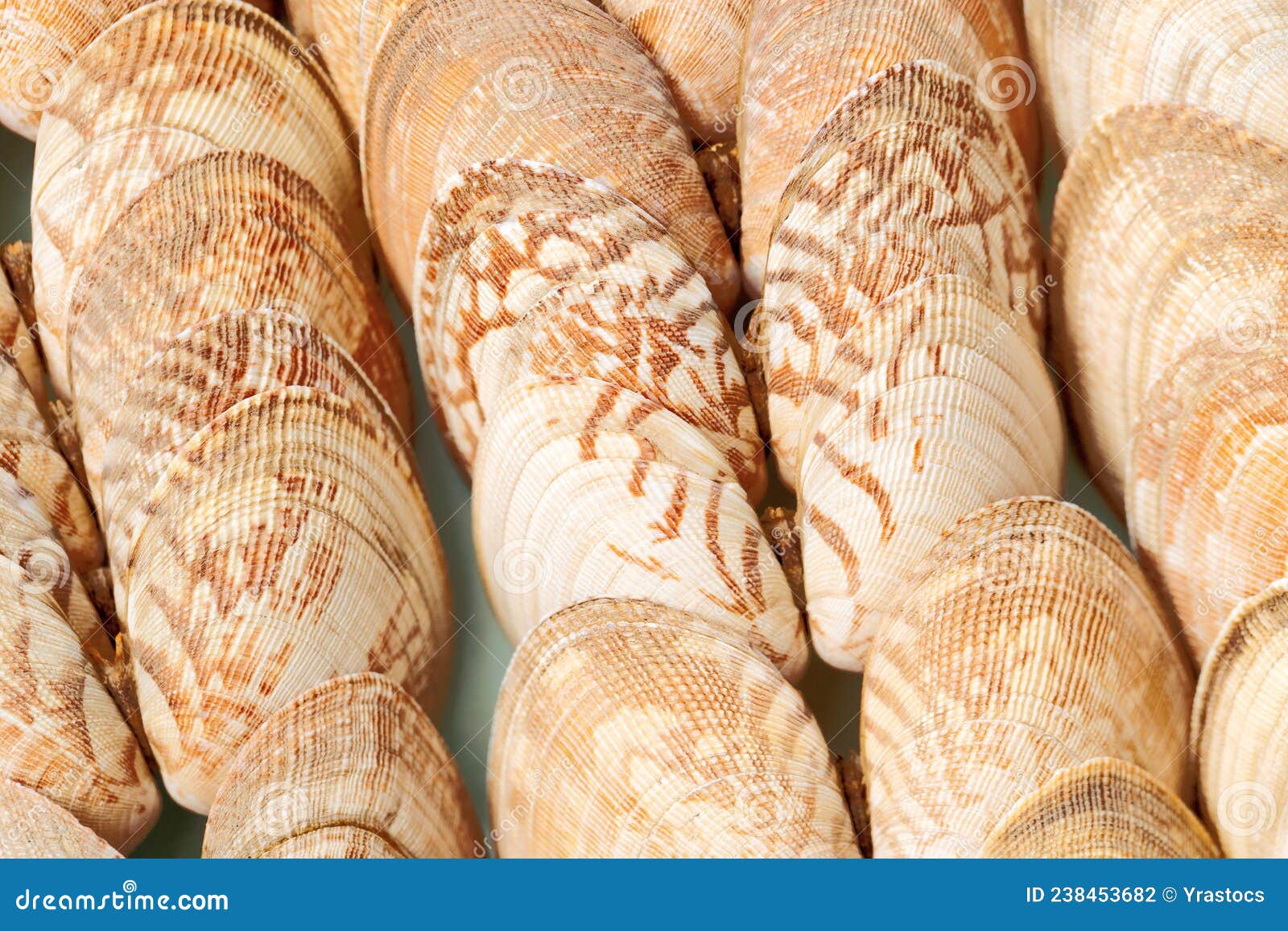 White and Soft Pink Shells. Summer Design Background with Natural ...