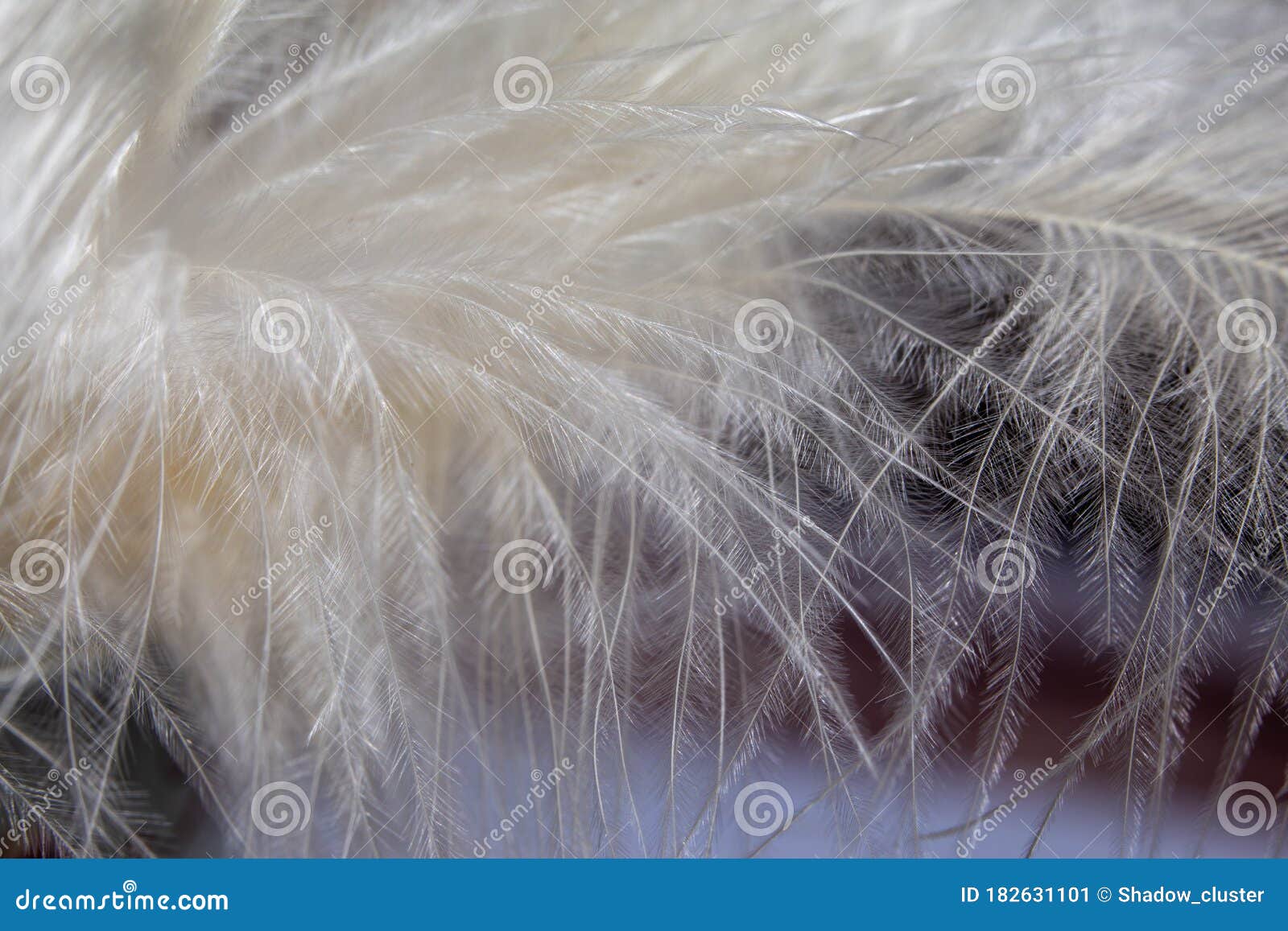 White Feather Texture Background. Macro Photography. Close-up View ...
