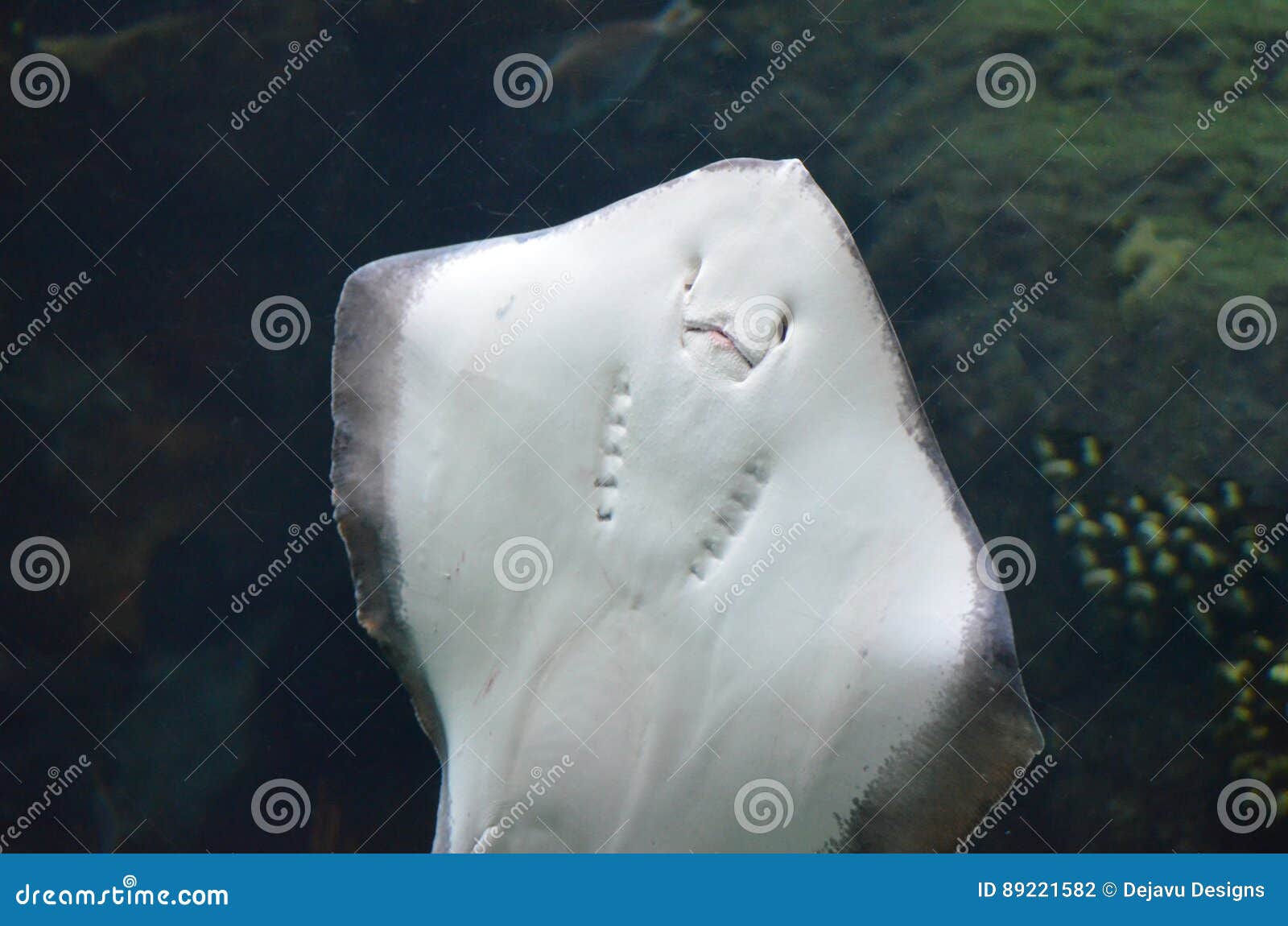 White Soft Underside of a Ray Underwater Stock Photo - Image of ...
