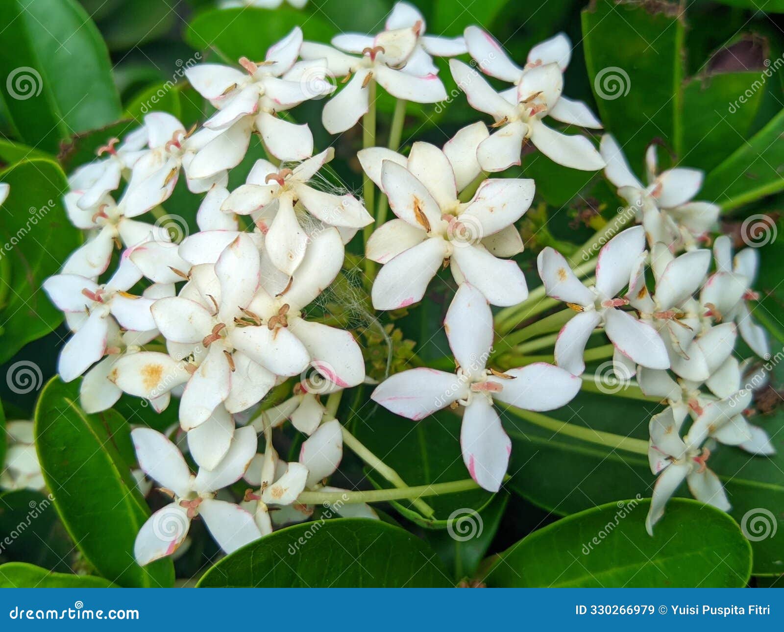 White soka flower stock image. Image of color, flower - 330266979